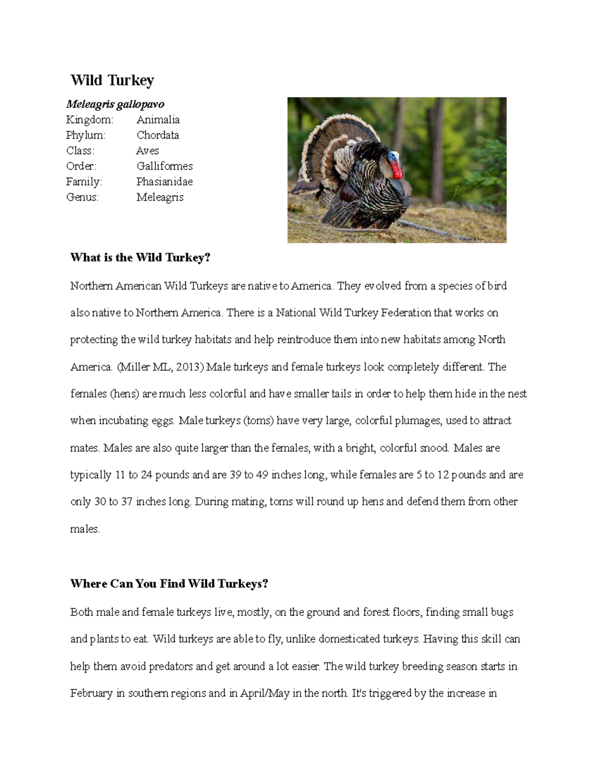 Bio 104 Species Report - Wild Turkey Meleagris gallopavo Kingdom ...