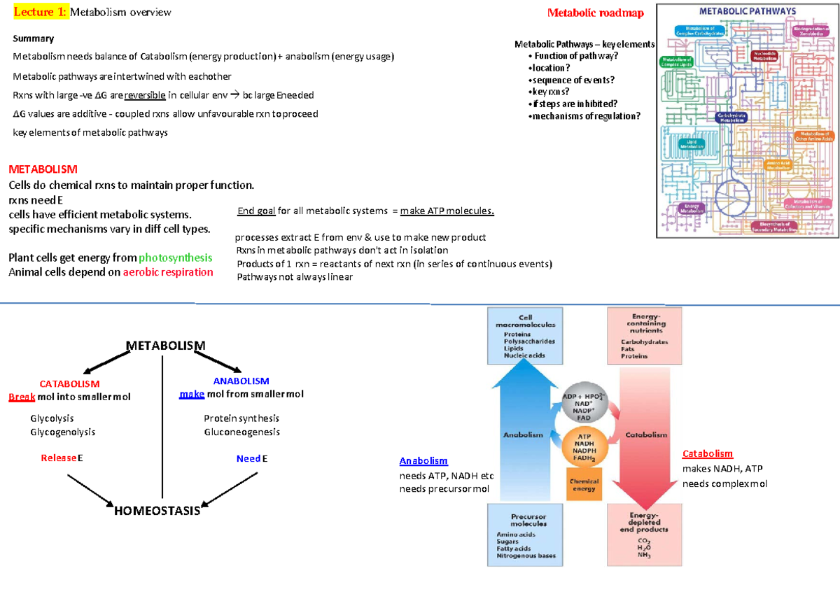BCH2MBC 2017 En Metab - Student notes Pt 1 compressed - Lecture 1 ...