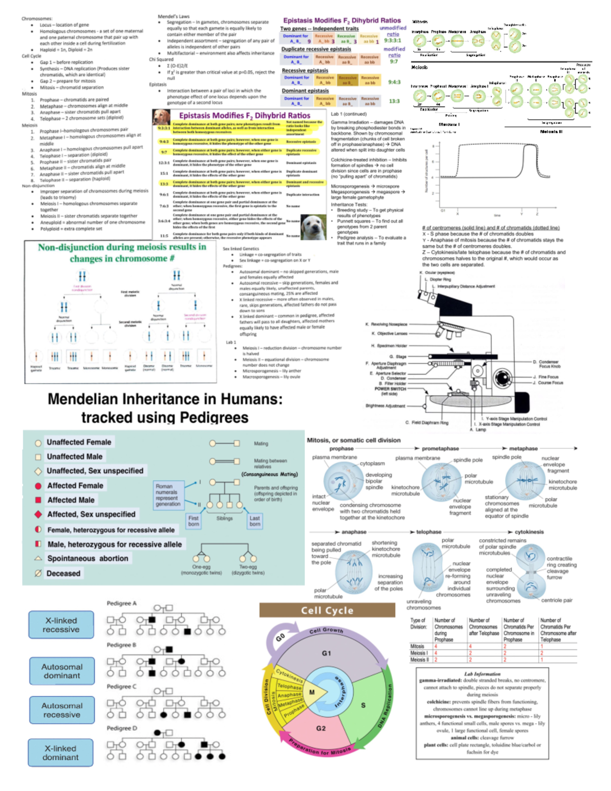 Bio Midterm 1 Cheat Sheet - L41 2960 - μ. • F- 1 A , , 1. Mmmm- - Studocu