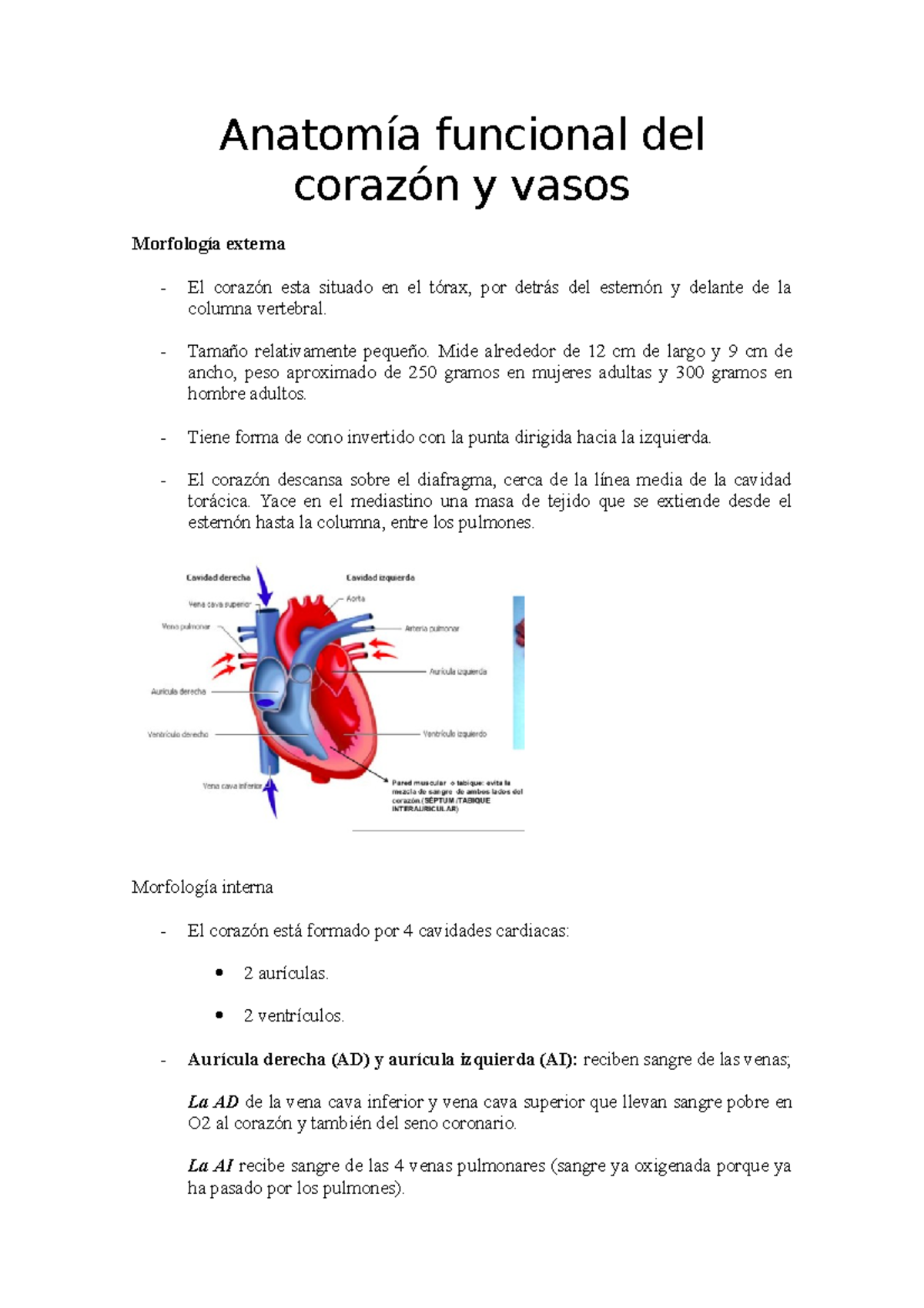 Apuntes fisiologia - Anatomía funcional del corazón y vasos Morfología ...