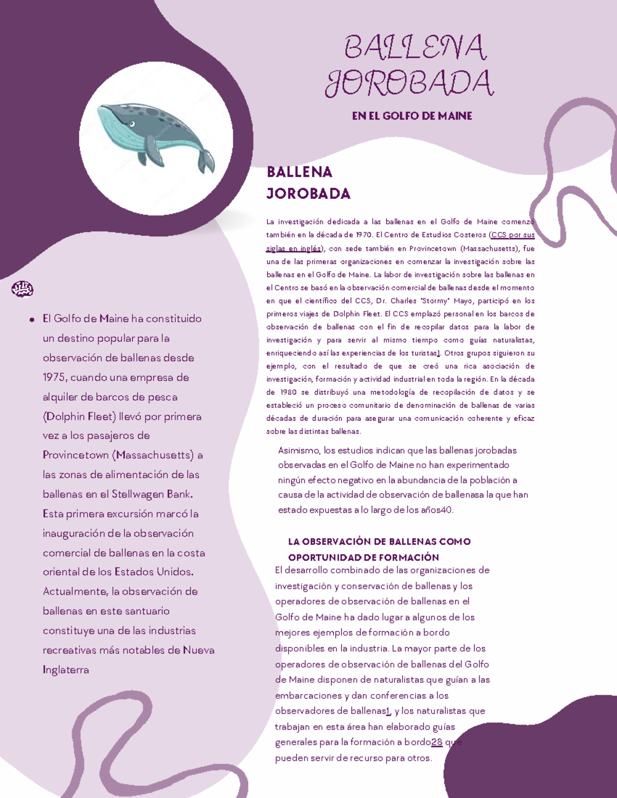 Ballena jorobada - Asimismo, los estudios indican que las ballenas ...