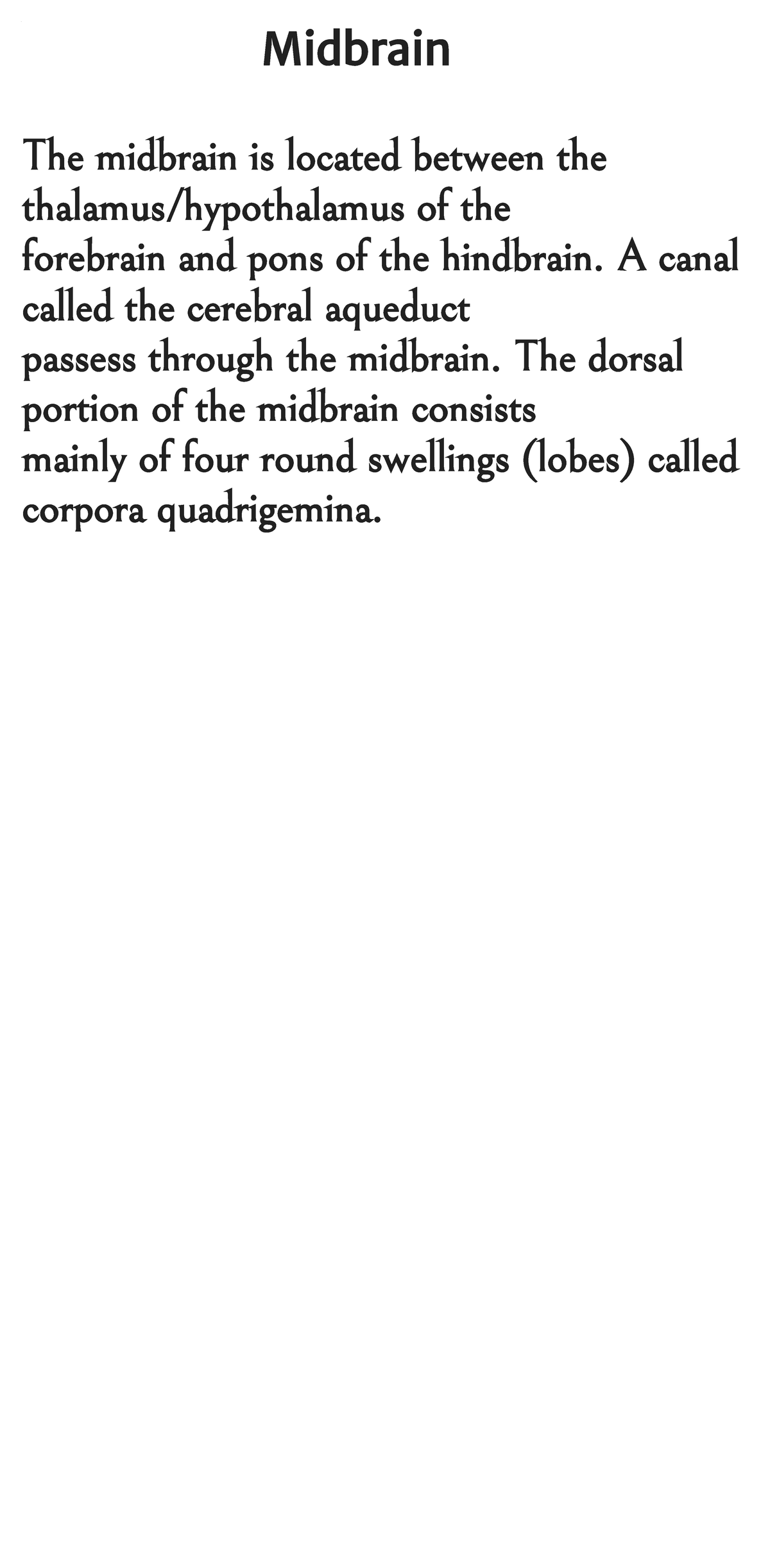 About midbrain and hindbrain - Midbrain The midbrain is located between ...