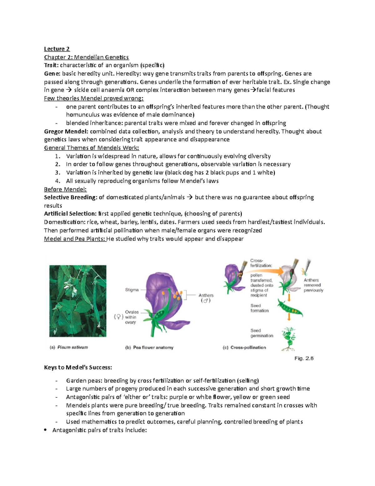 Blg 400 Notes - Lecture 2 Chapter 2: Mendelian Genetics Trait ...