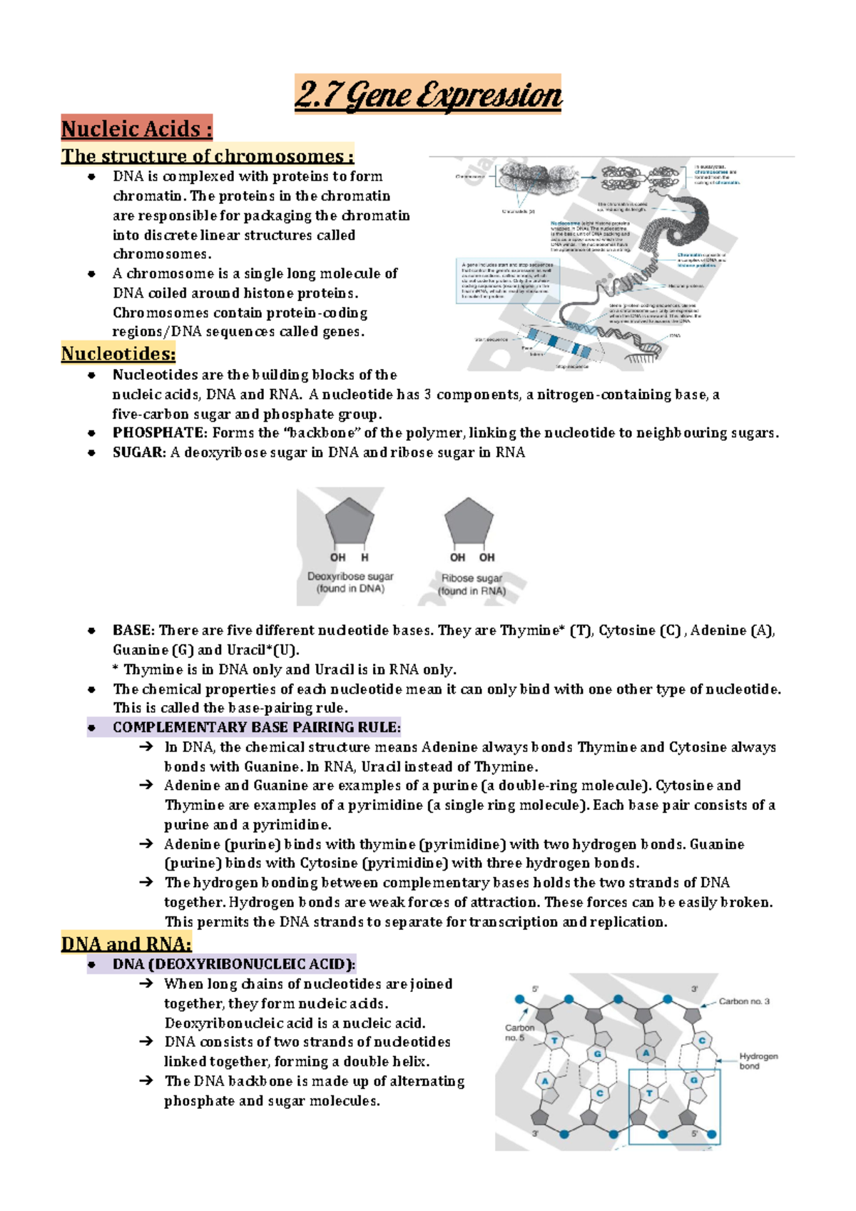 2.7 Gene Expression Notes - 2 Gene Expression Nucleic Acids : The ...
