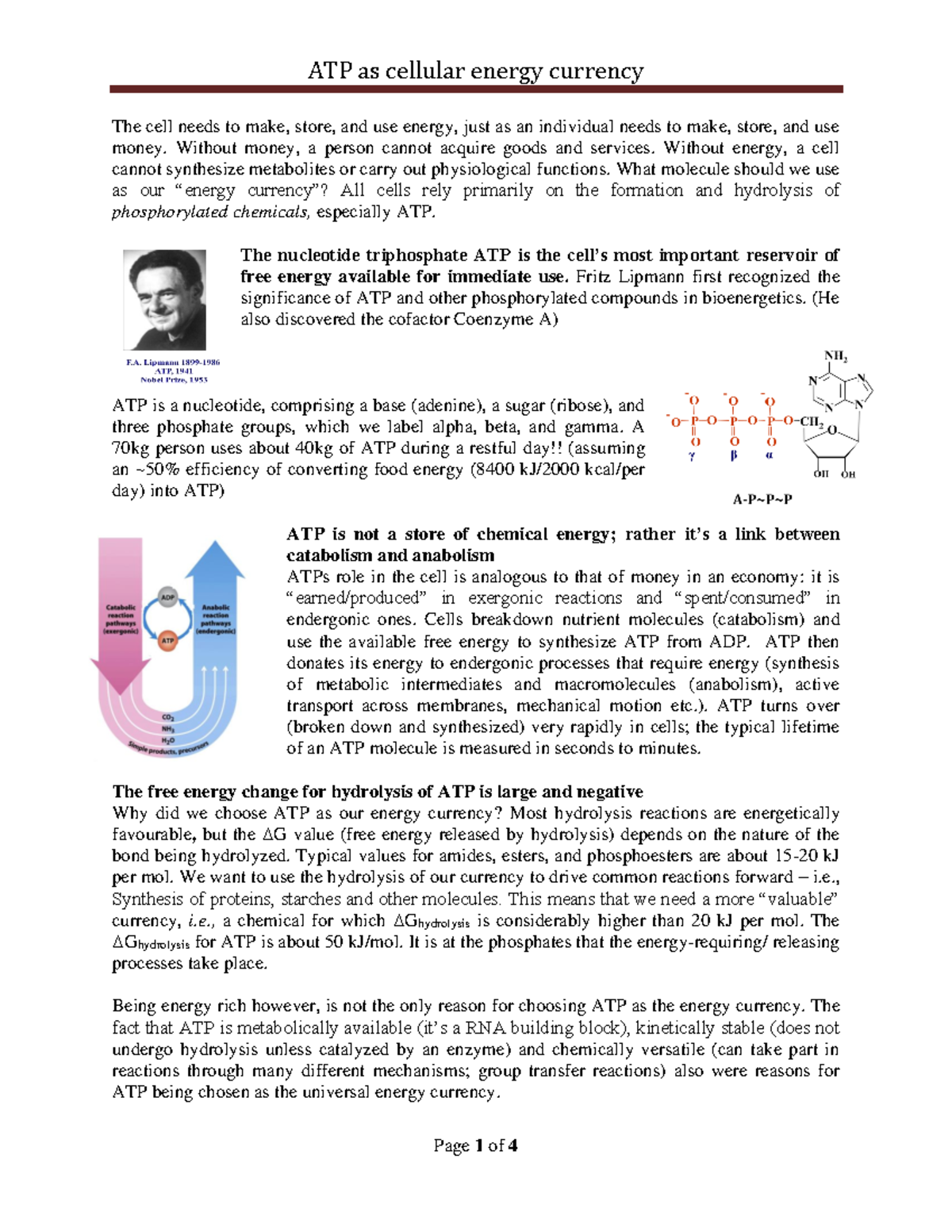ATP as cellular energy currency - The cell needs to make, store, and ...