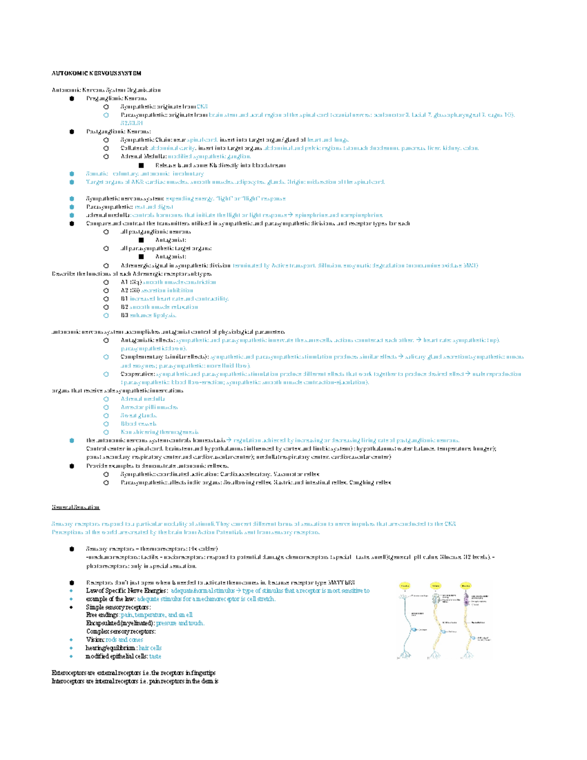 PNB Exam 3 Study Guide - AUTONOMIC NERVOUS SYSTEM Autonomic Nervous ...