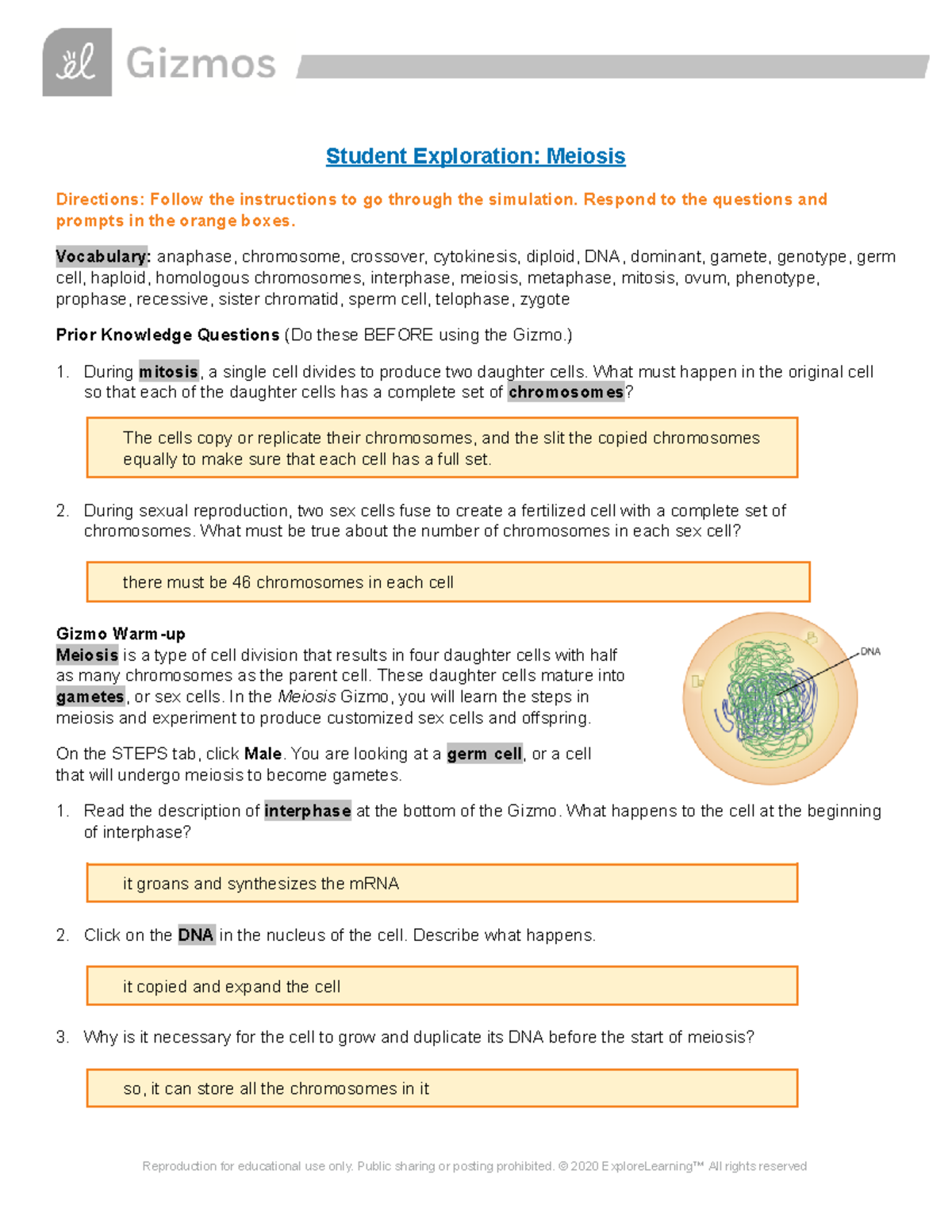 Savannah Adams - Introduction to Meiosis - 9439720 - Student ...