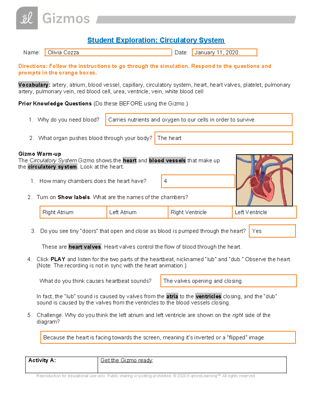 Circulatory System Gizmo - Student Exploration: Circulatory System Name ...