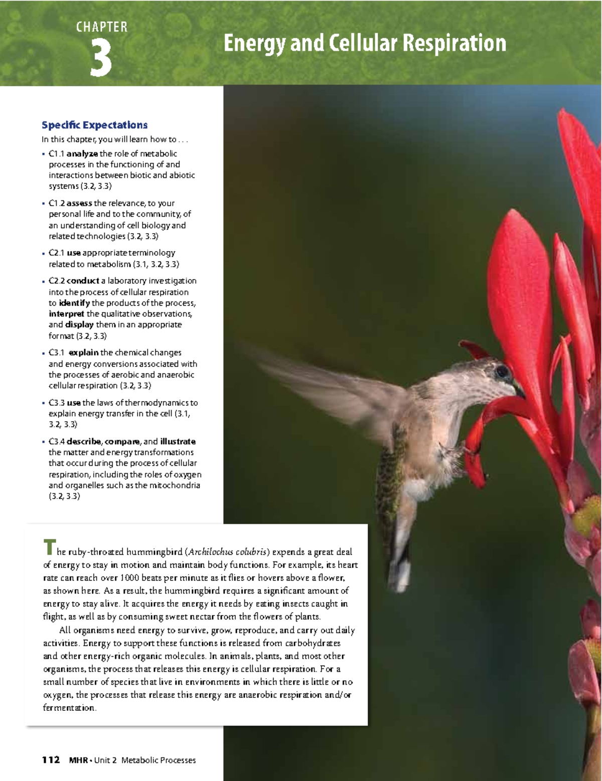 SBI4U Chapter 3 - biology energy - CHAPTER 3 Energy and Cellular ...