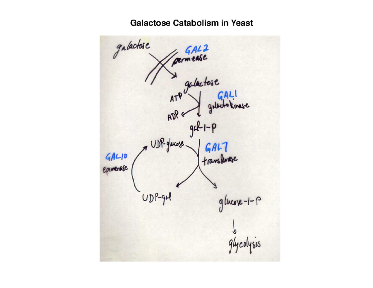 17 Eukaryotic Gene Regulation - Galactose Catabolism in Yeast Epistasis ...