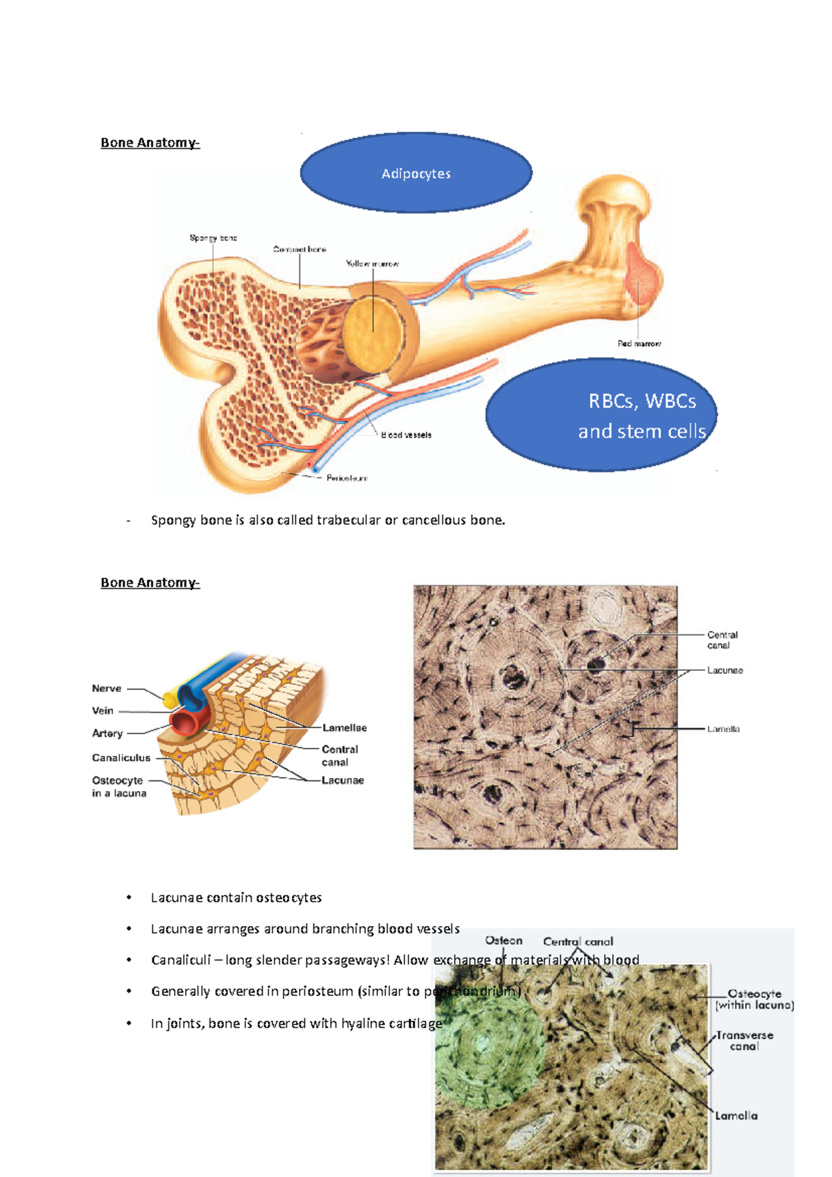 Lacunae Bone Diagram