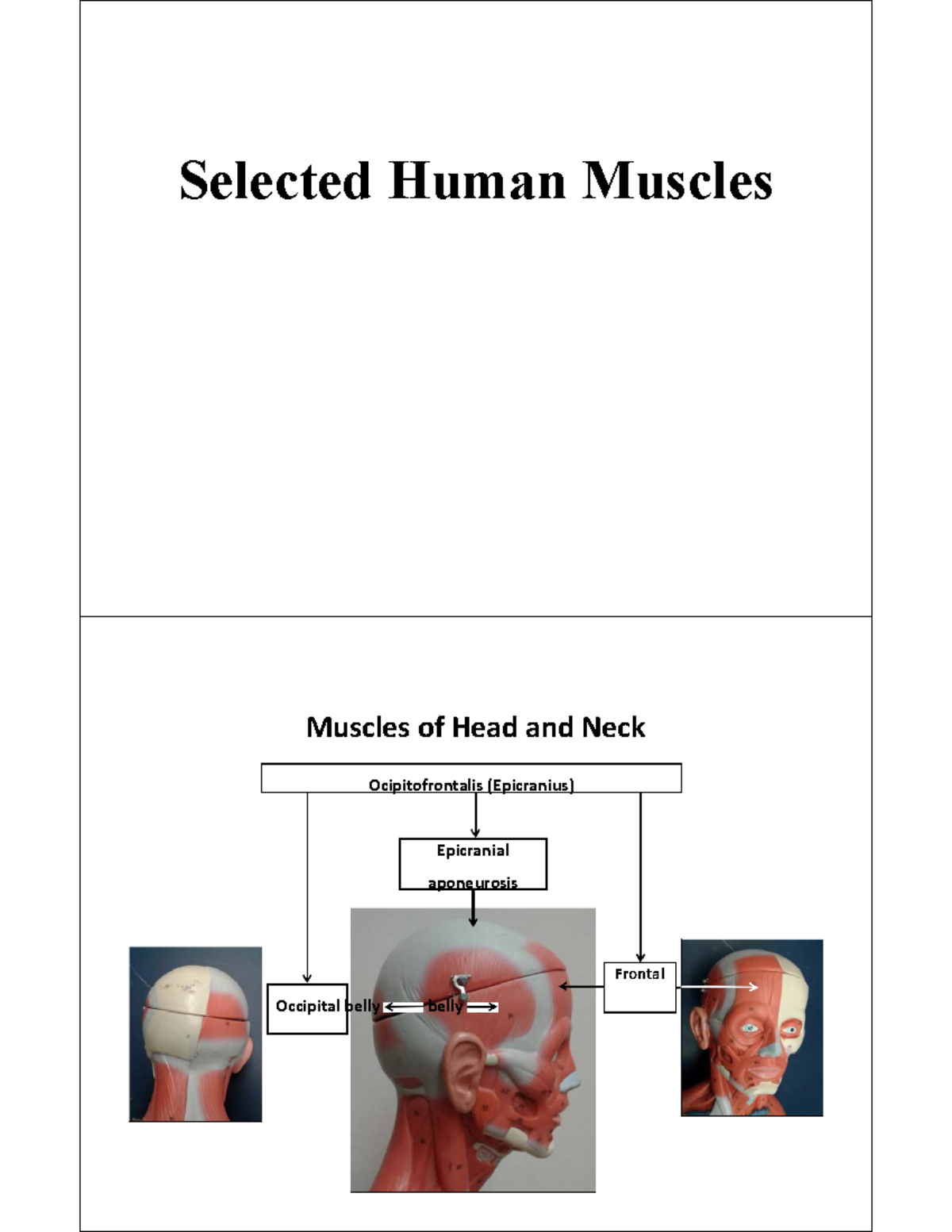 Human Muscles Slides - Selected Human Muscles Muscles of Head and Neck ...