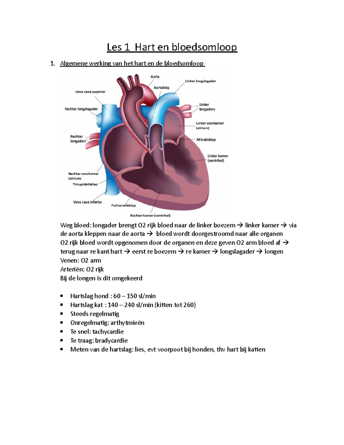 Les 1 Hart en bloedsomloop - Les 1 Hart en bloedsomloop Algemene ...