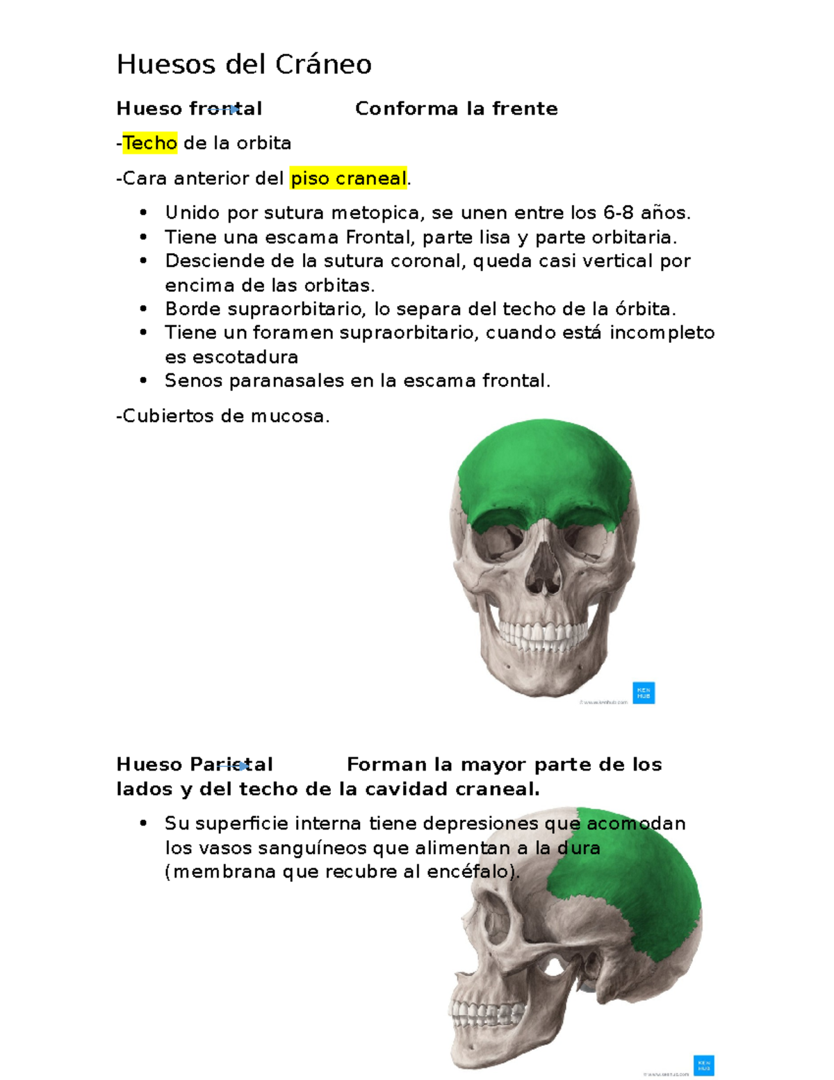 Hueso frontal Conforma la frente - Unido por sutura metopica, se unen ...