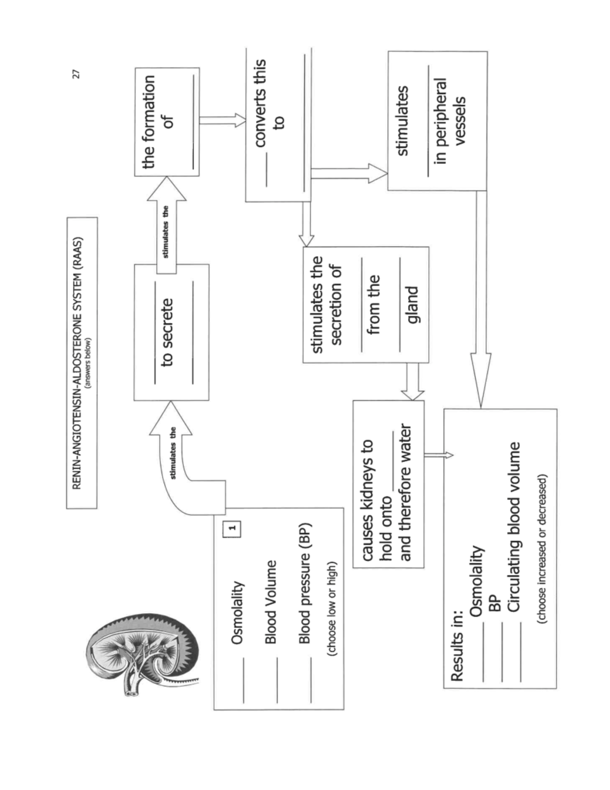 RAAS Diagram - notes for RAAS and patho - NURS 3605 - SYSTEM (RAAS) 27 ...