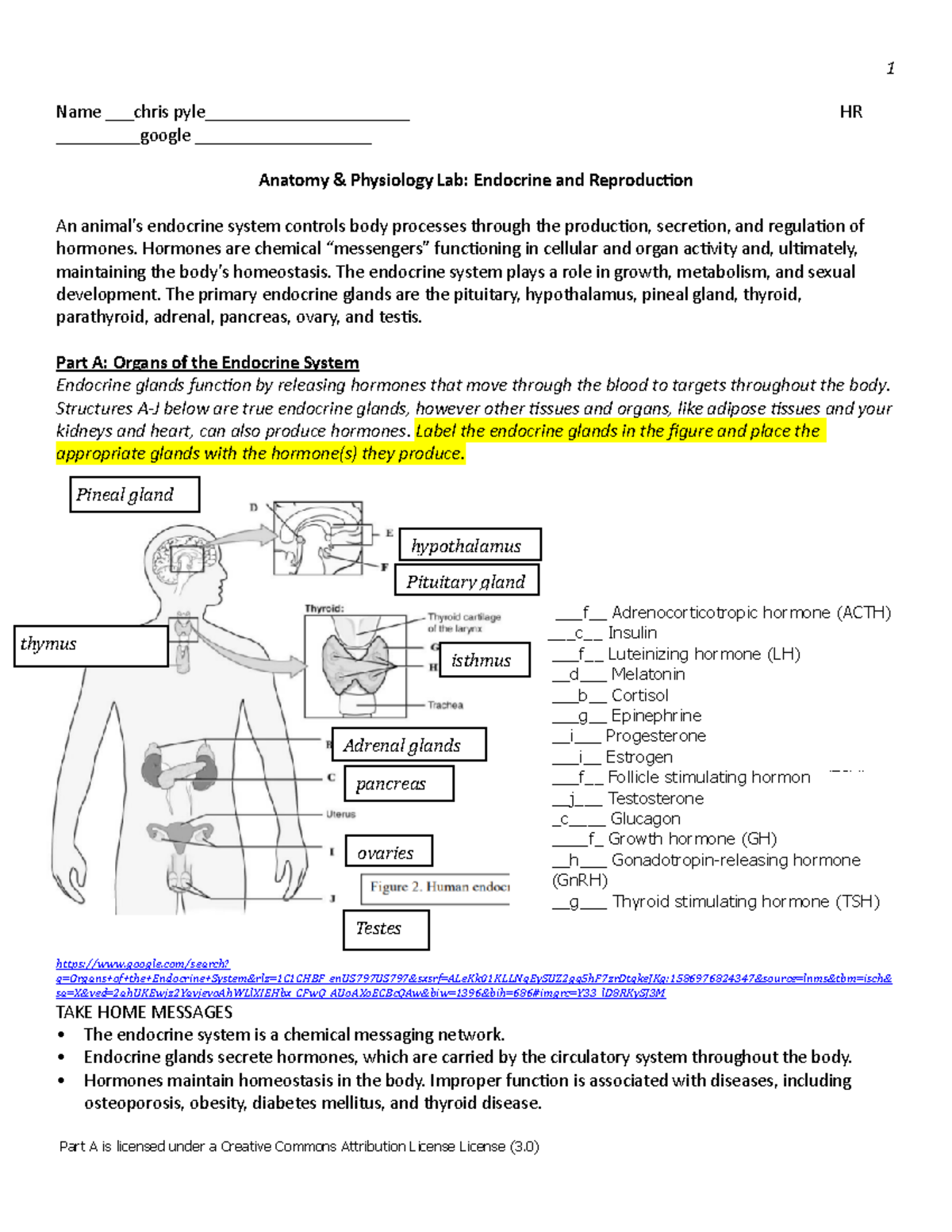 Endocrine Repro Lab - Student Handout - Name chris pyle ...
