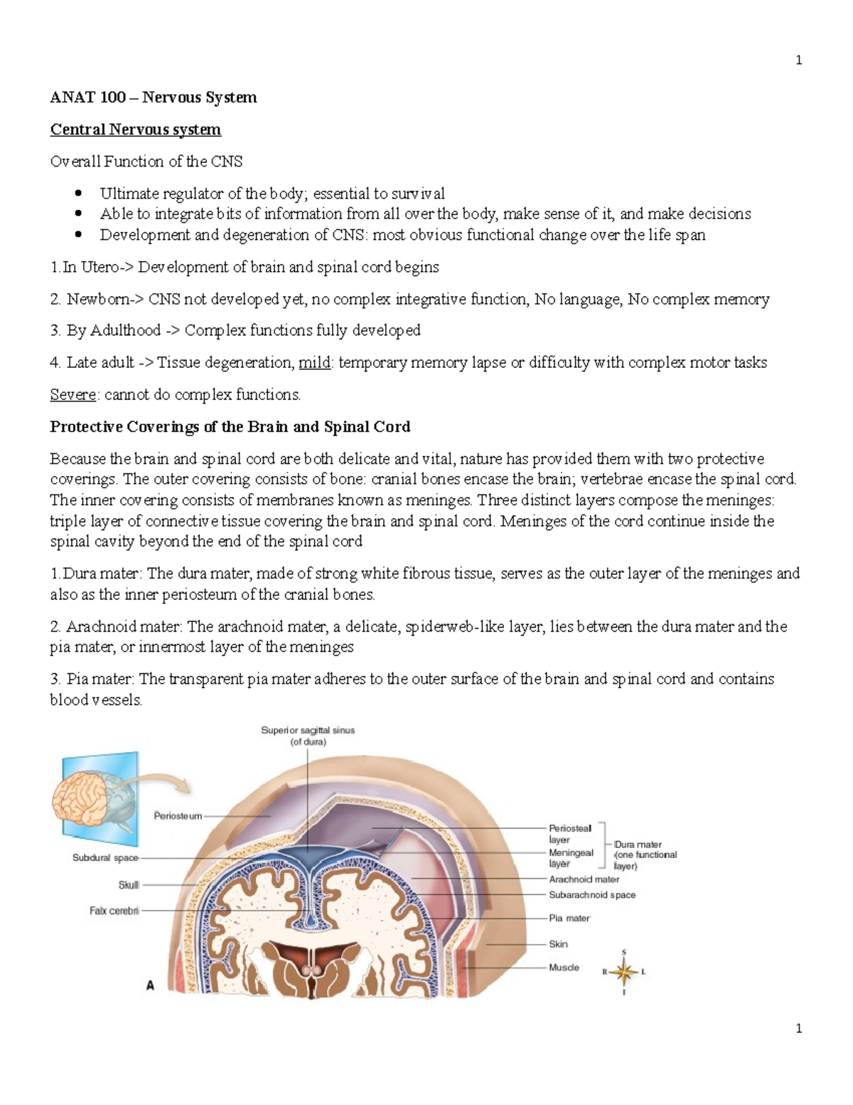 ANAT100Nerv - Lecture notes 5 - ANAT 100 – Nervous System Central ...