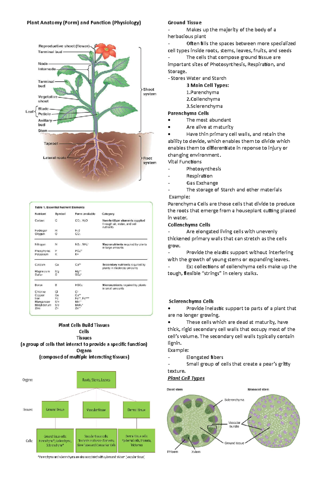 Plant Anatomy And Physiology Pdf – PSFLM