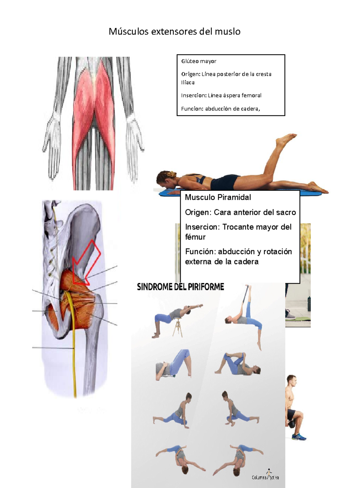 Wilma - Músculos extensores del muslo Glúteo mayor Origen: Linea ...