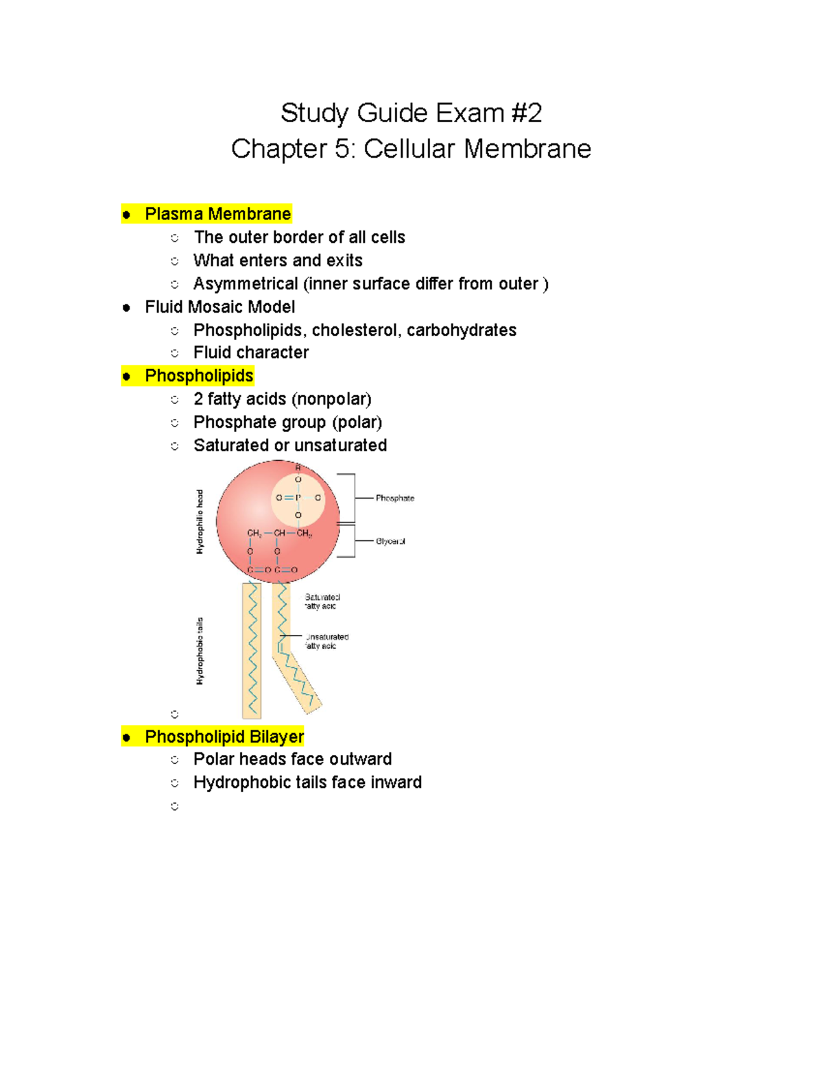 Study Guide Exam #2 - Study Guide Exam Chapter 5: Cellular Membrane ...