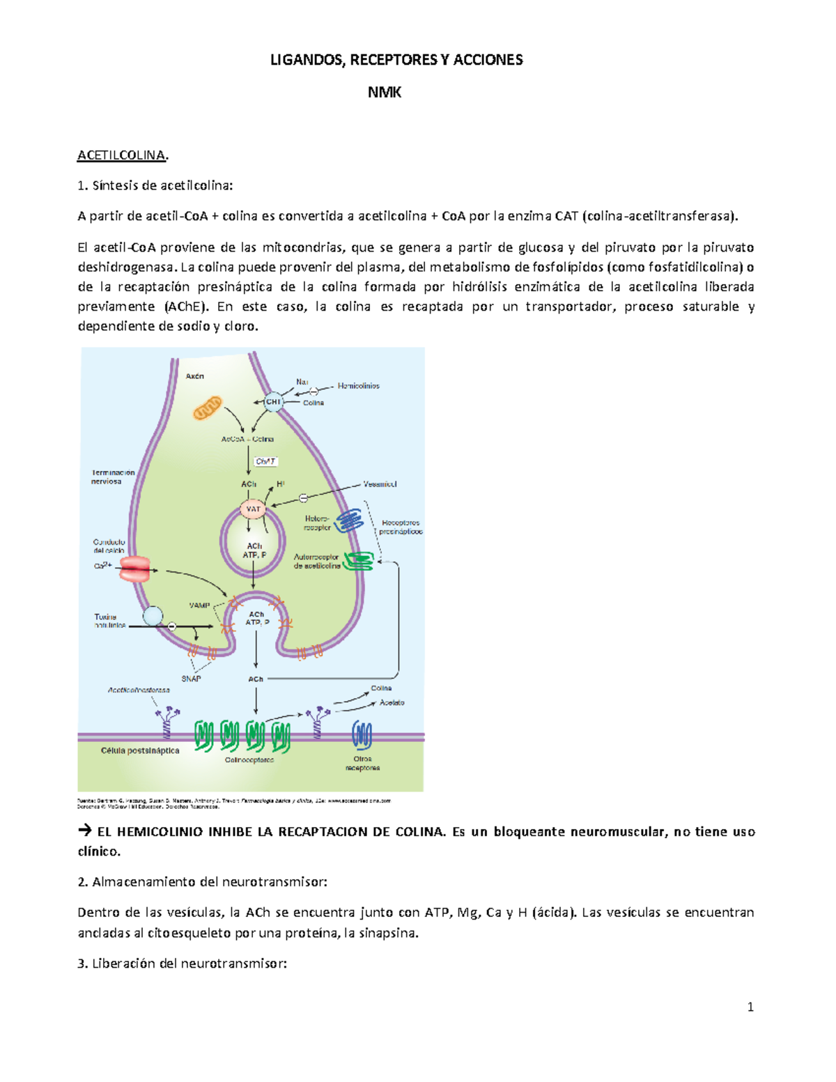 Ligandos, receptores y acciones Nai Mical Kittler - LIGANDOS ...