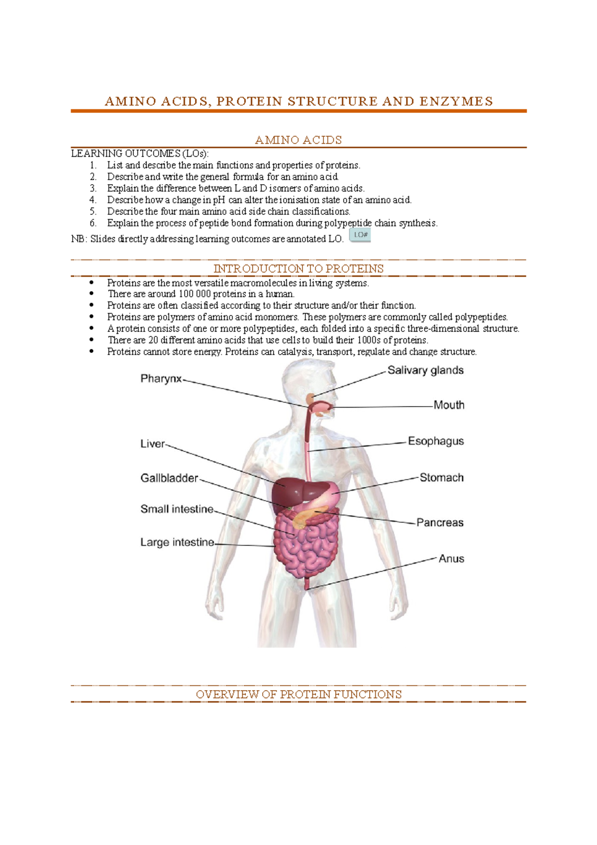 Week 1 Lecture Notes - AMINO ACIDS, PROTEIN STRUCTURE AND ENZYMES AMINO ...