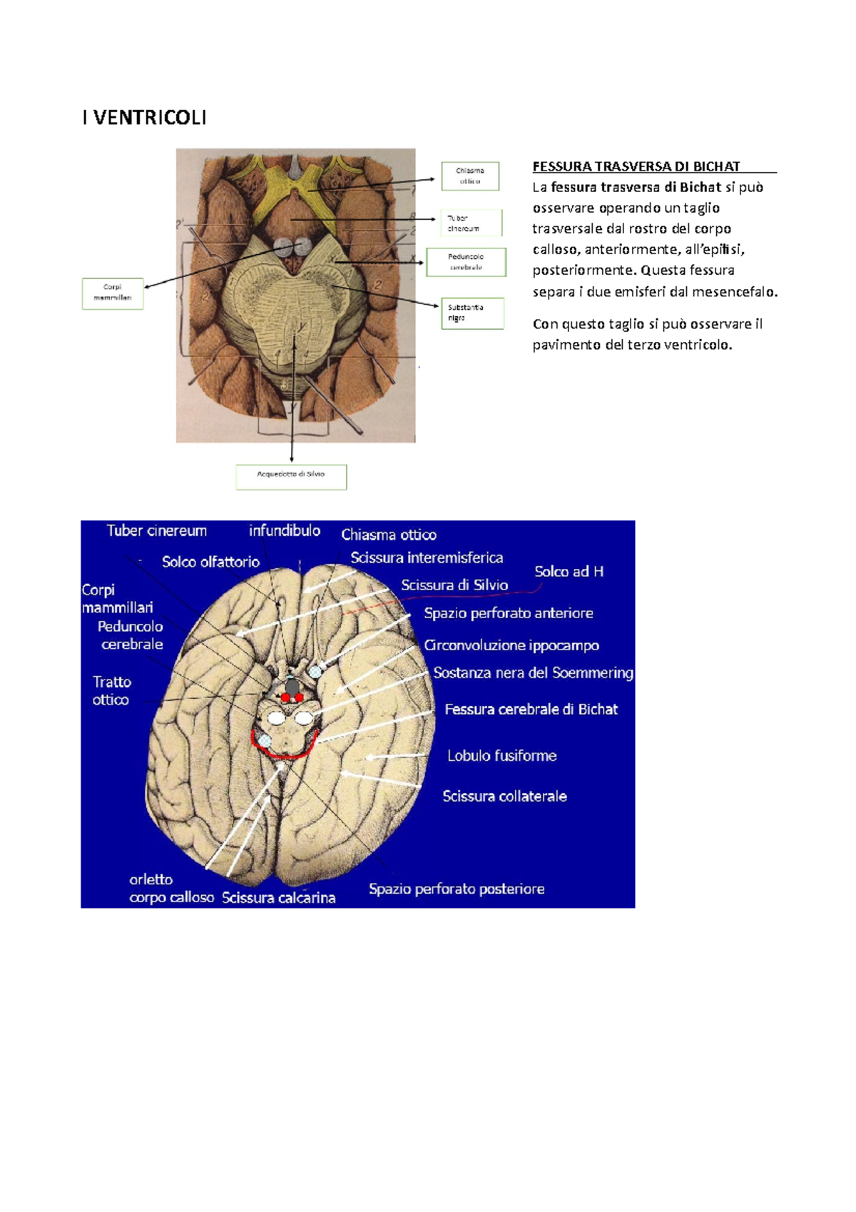 5. Ventricoli - Appunti 5 - I VENTRICOLI FESSURA TRASVERSA DI BICHAT La ...