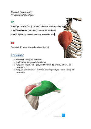 4 - Anatomia funkcjonalna i rtg- notatki - żebra - ŻEBRA U człowieka ...