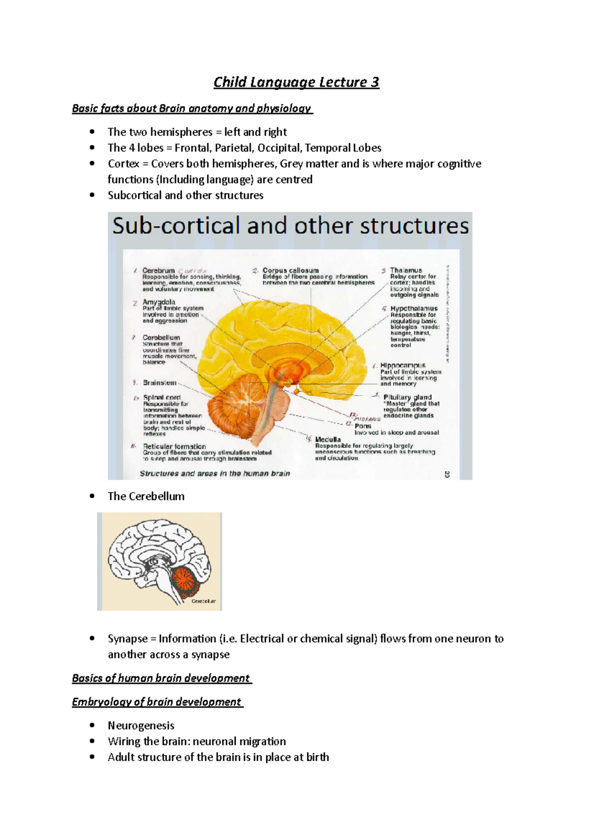 Lecture 3 - the brain - Child Language Lecture 3 Basic facts about ...