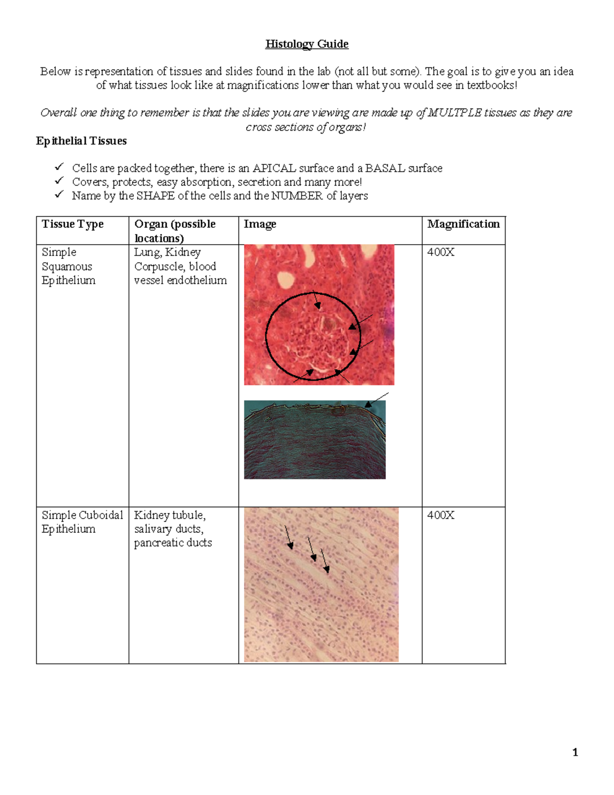 Histology Guide - Histology Guide Below is representation of tissues ...