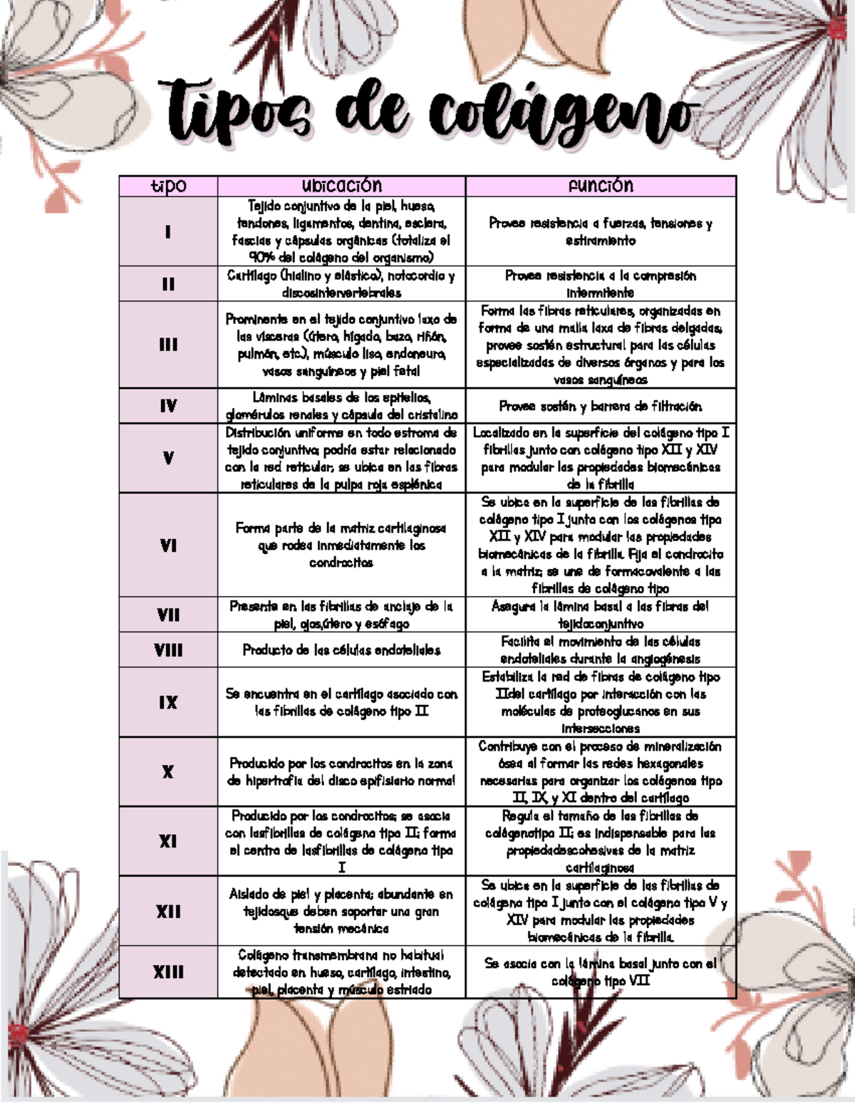 Tipos De Colageno - tipo ubicación función I Tejido conjuntivo de la ...