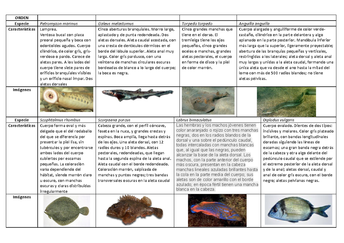 Practica peces - Clasificación y características de las especies tanto ...