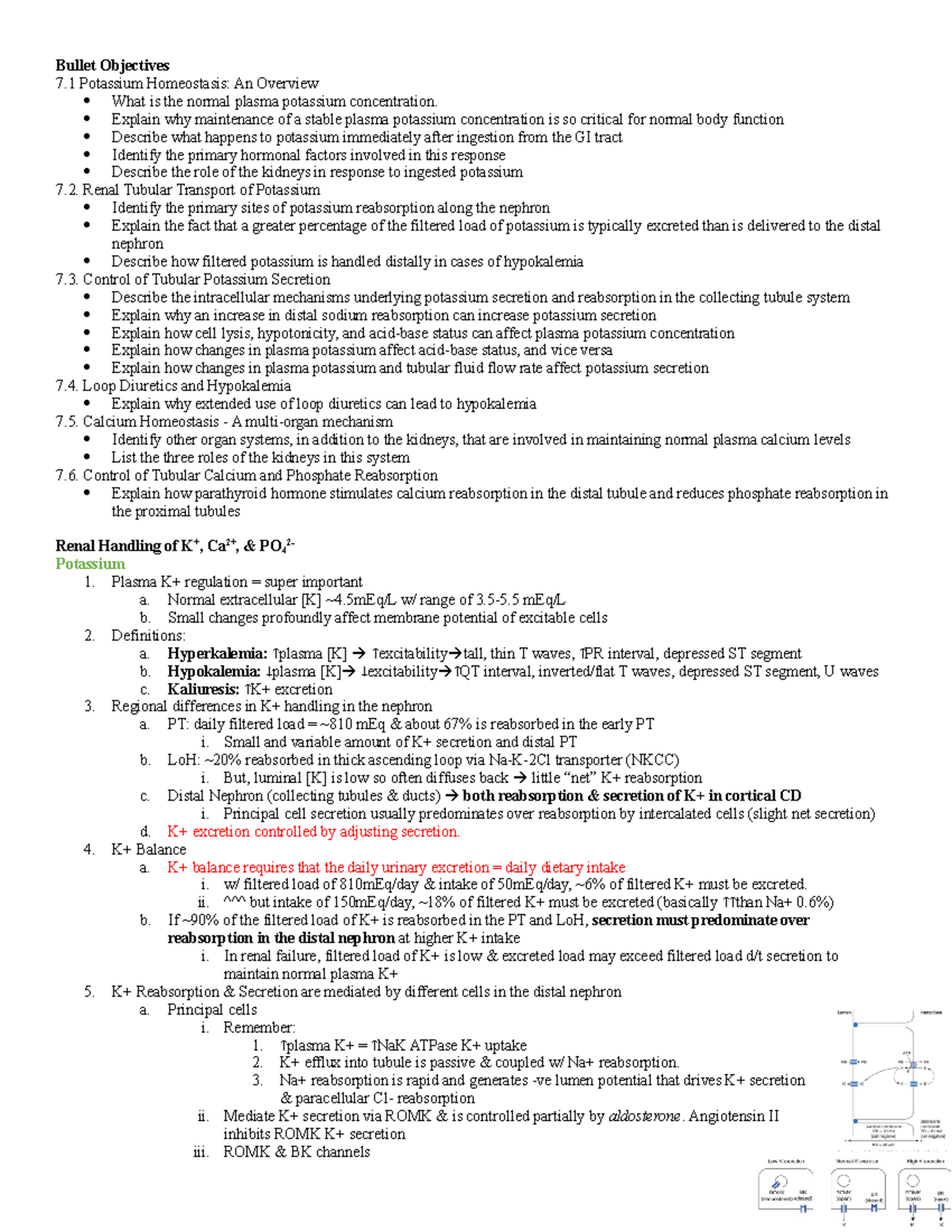L7 Renal Handling of Solutes - Bullet Objectives 7 Potassium ...