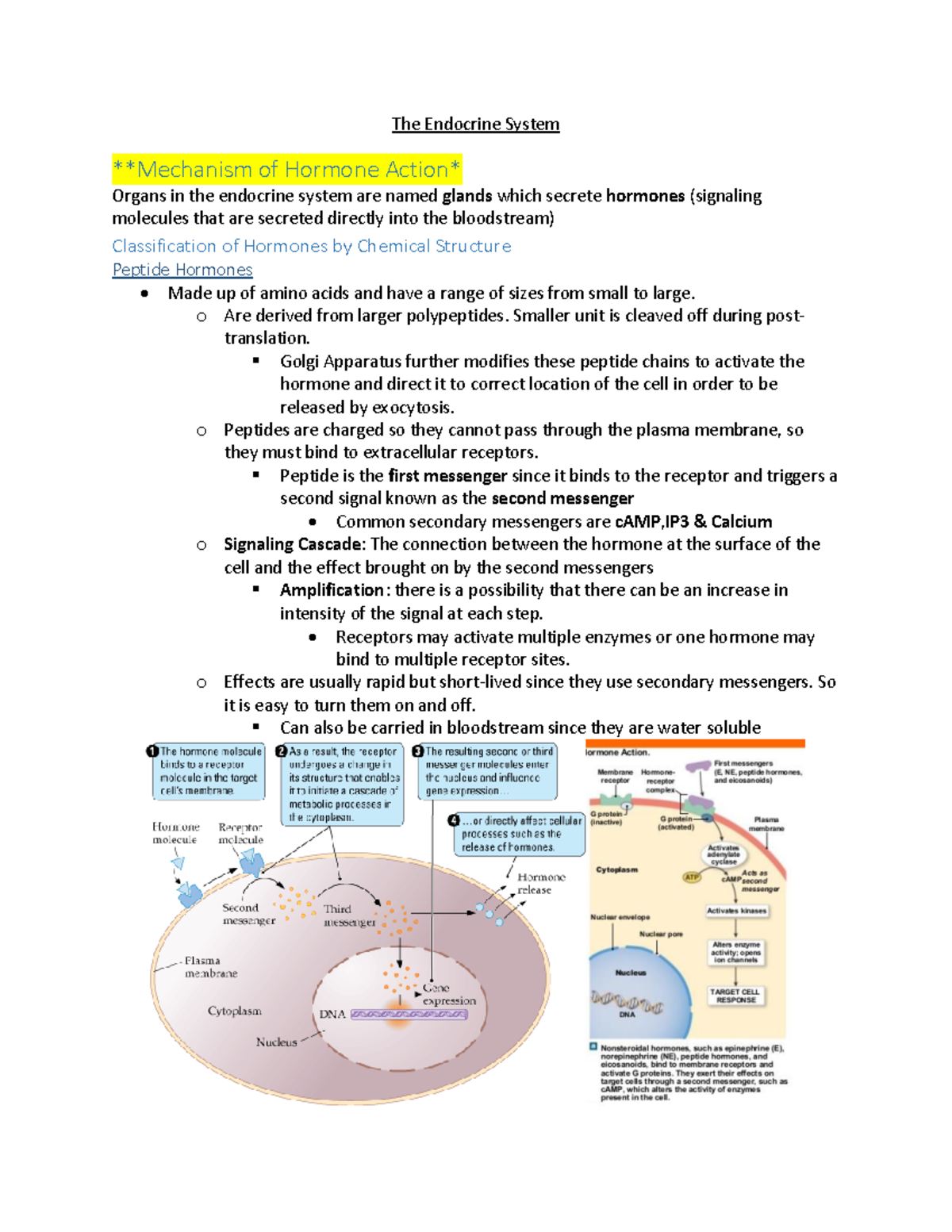 The Endocrine System - The Endocrine System *Mechanism of Hormone ...