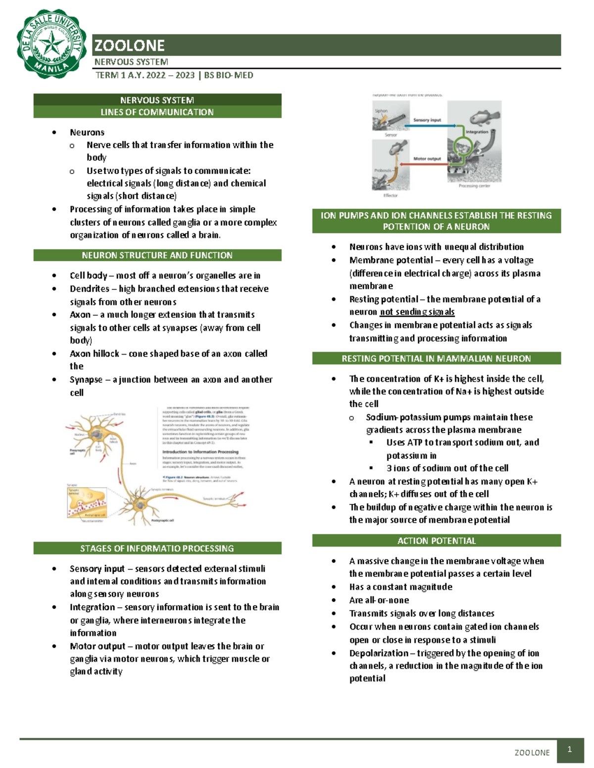 Nervous System Notes - ZOOLONE NERVOUS SYSTEM TERM 1 A. 2022 – 2023 ...