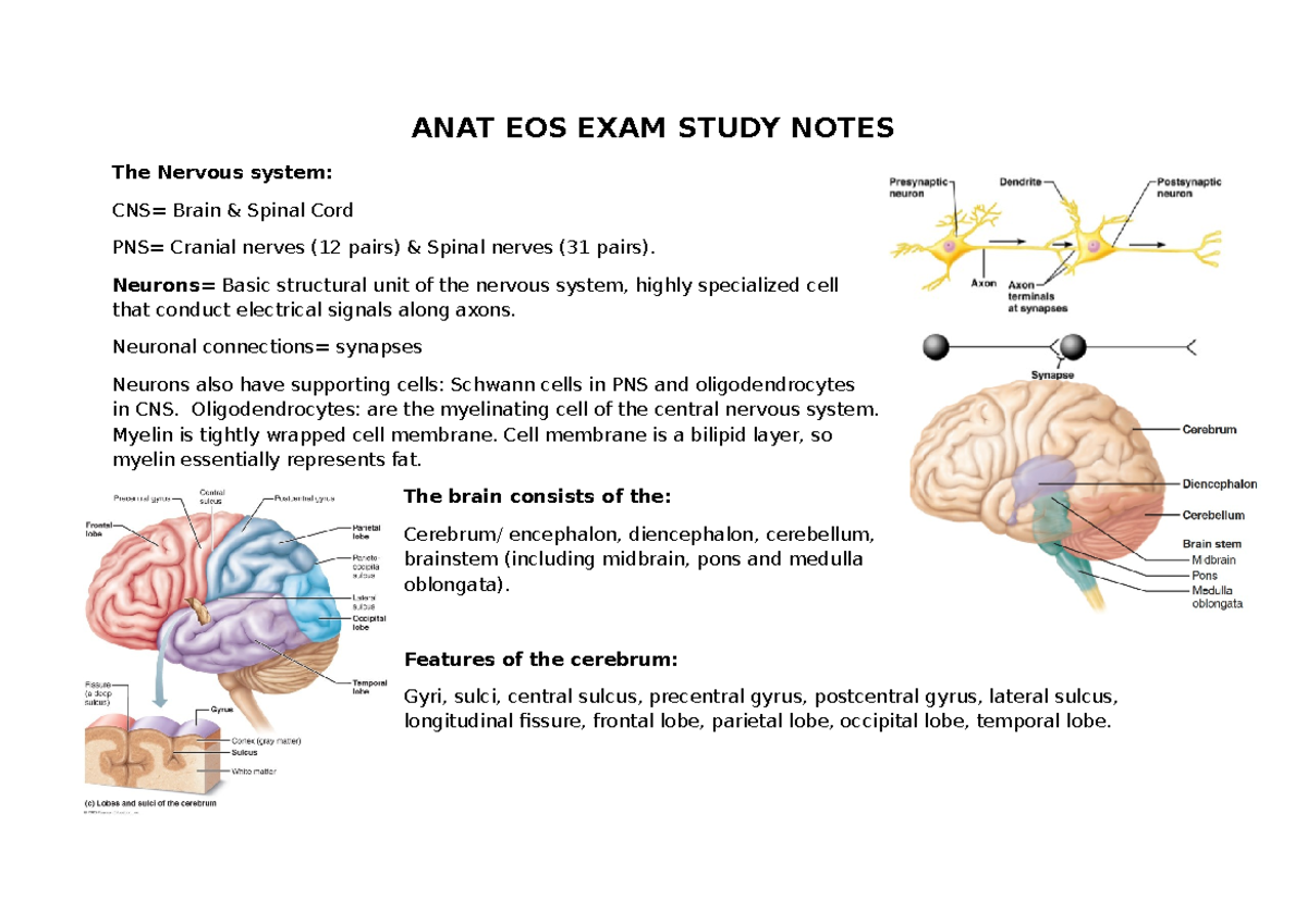 ANAT EOS EXAM Study Notes - ANAT EOS EXAM STUDY NOTES The Nervous ...