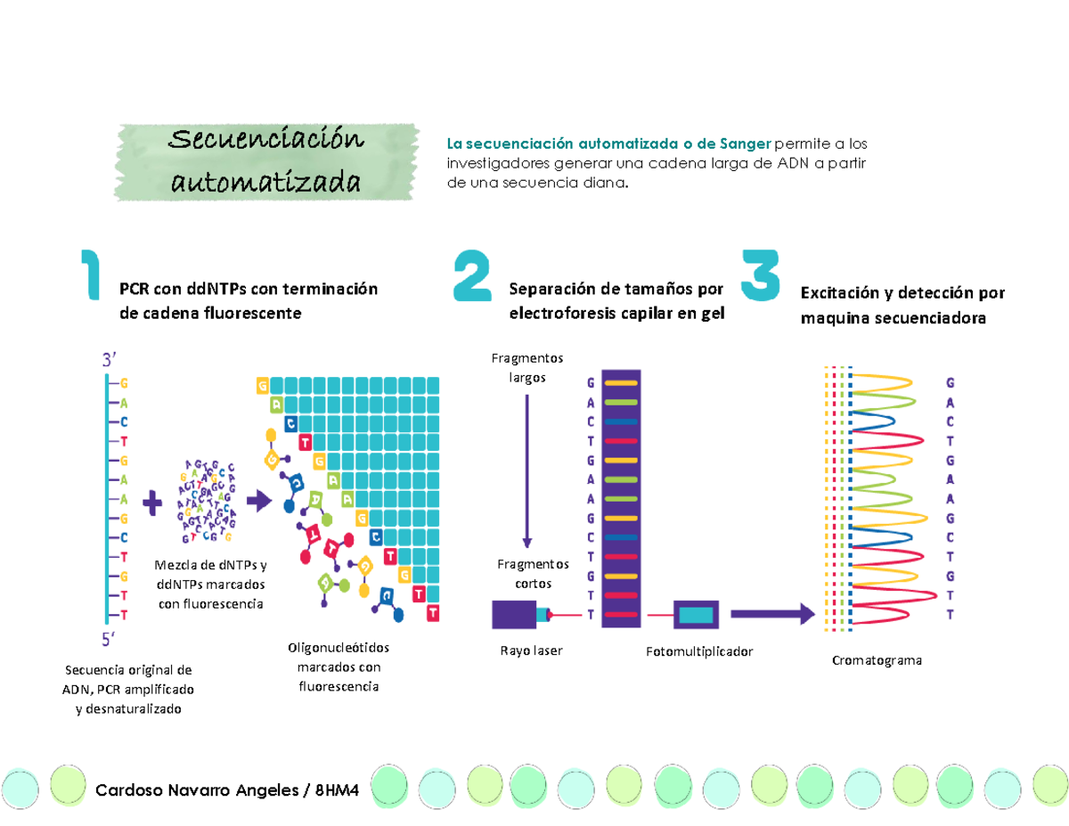 Esquema secuenciación automatizada - Cardoso Navarro Angeles - Cardoso ...