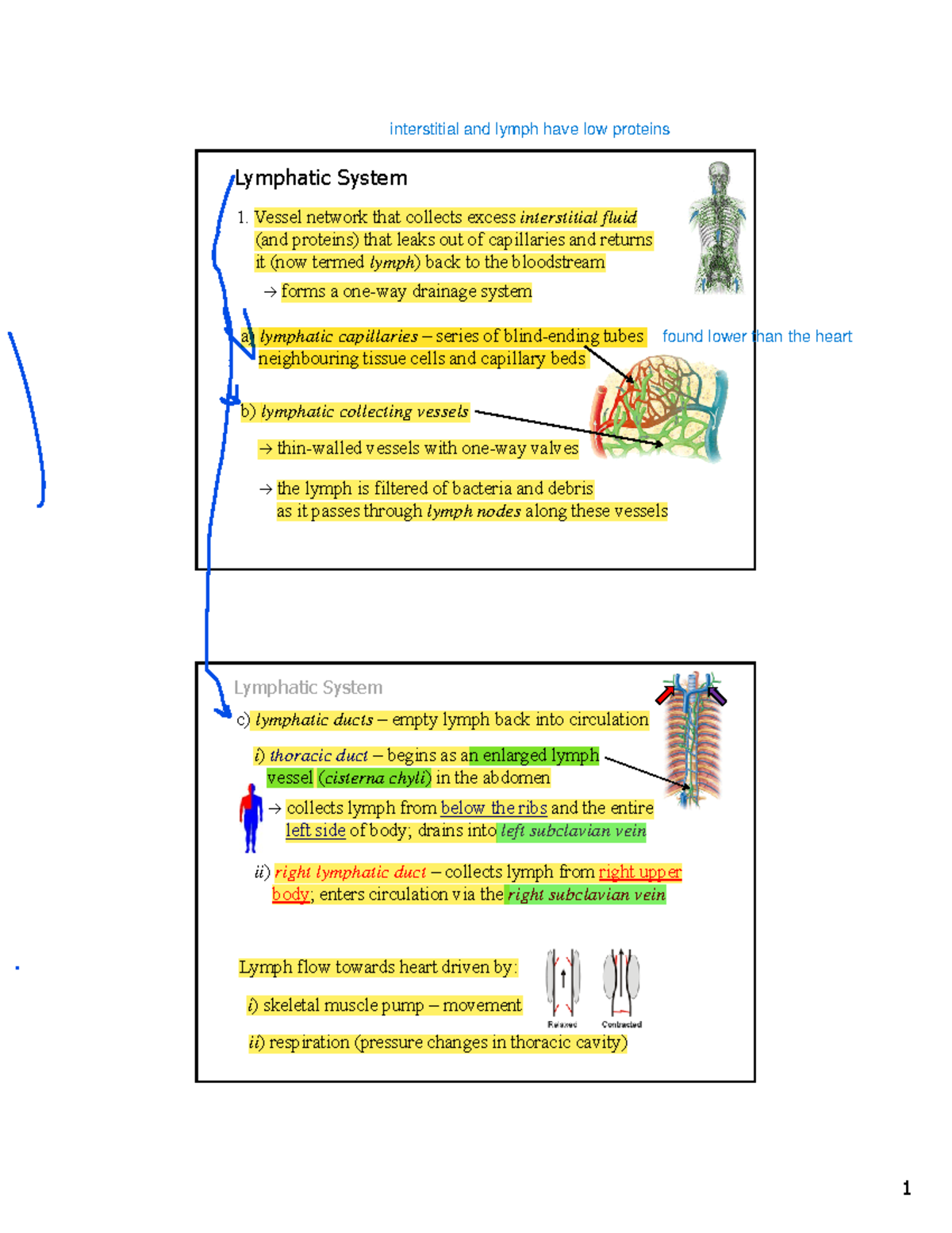 Anatomy notes week 7 [2 slides per page] edited end of midterm reading ...