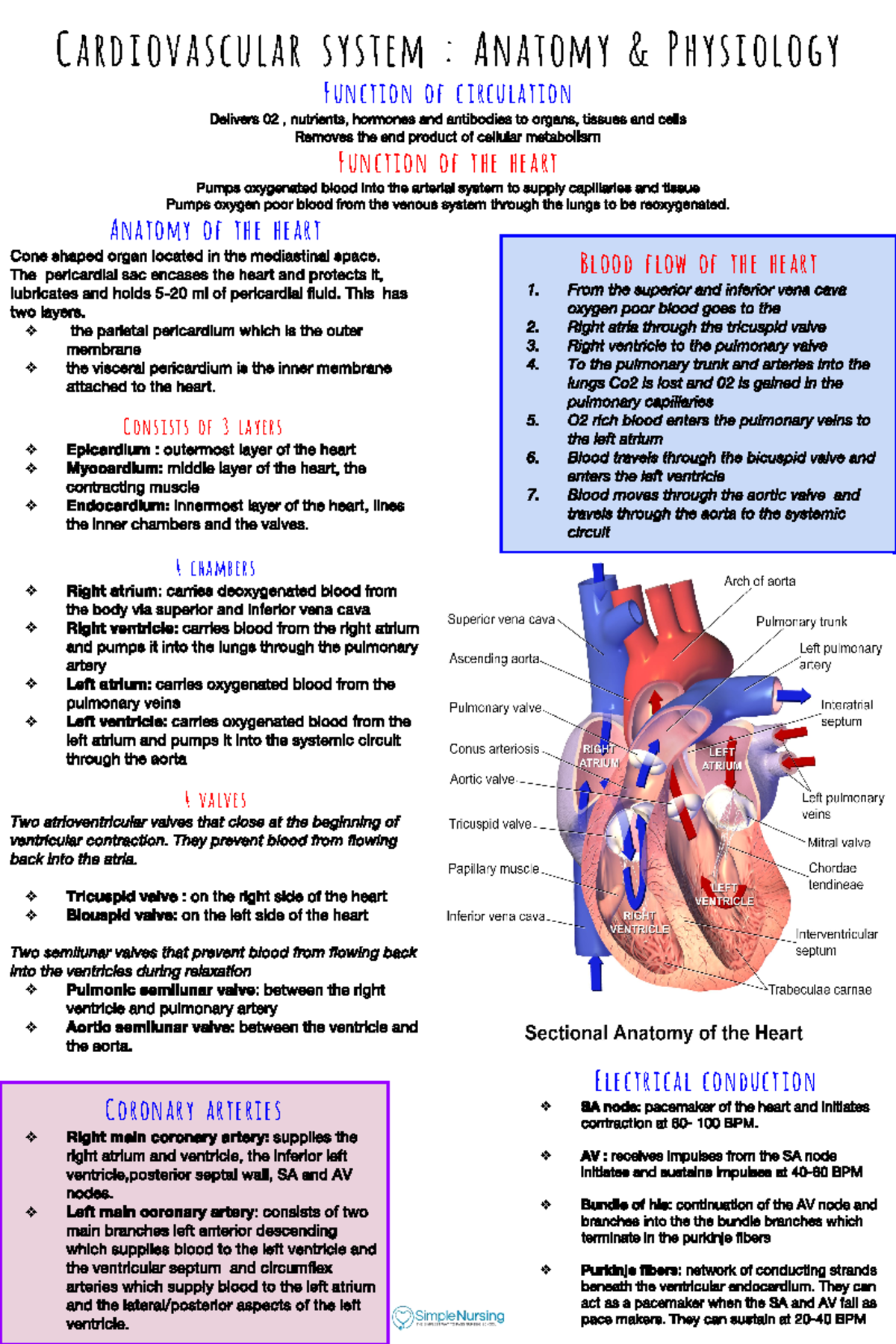 Cardiac Study Guide Course 1 Cardiovascular System Anatomy