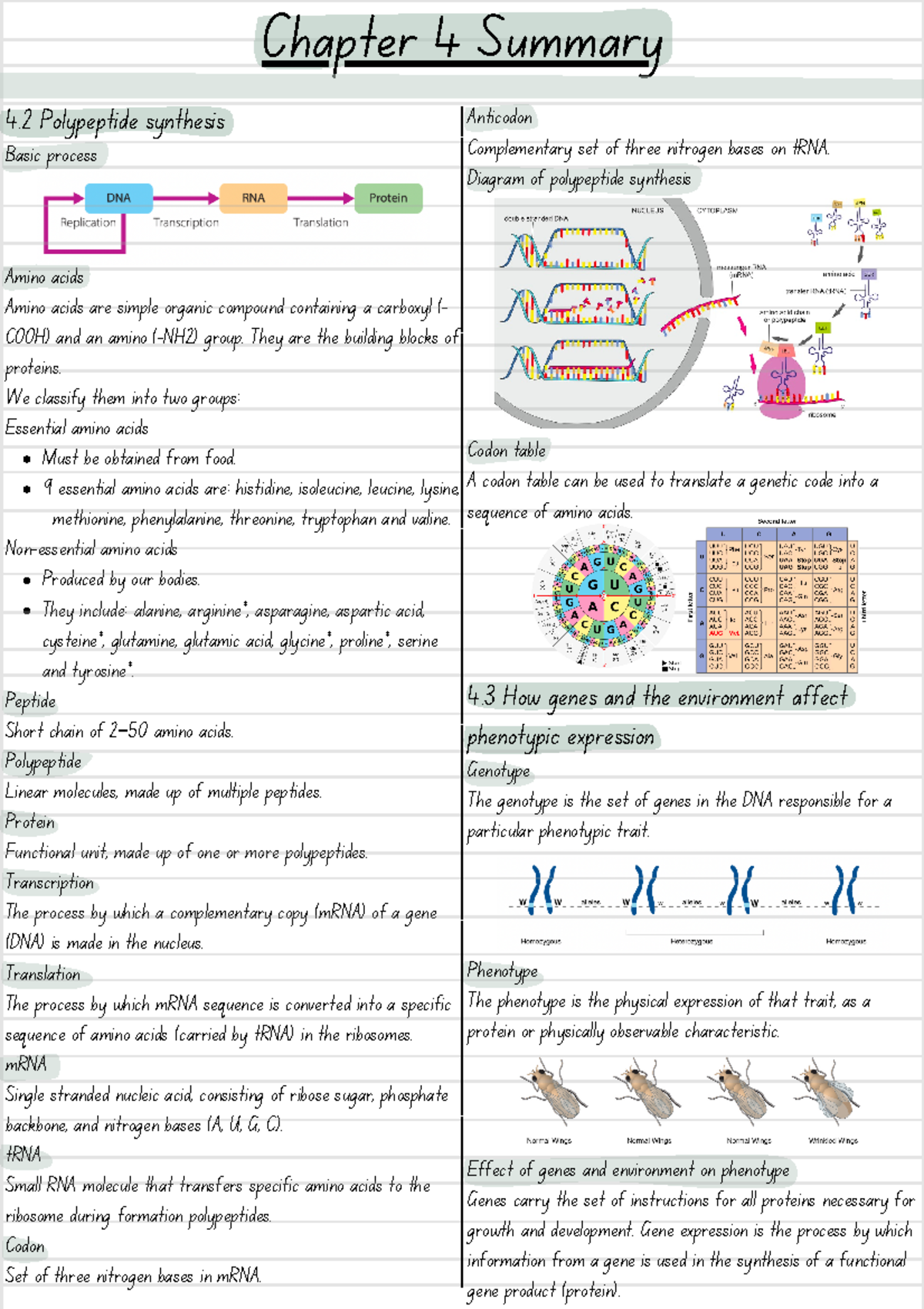 Chapter Four Summary - Protein Synthesis - 4 Polypeptide synthesis ...