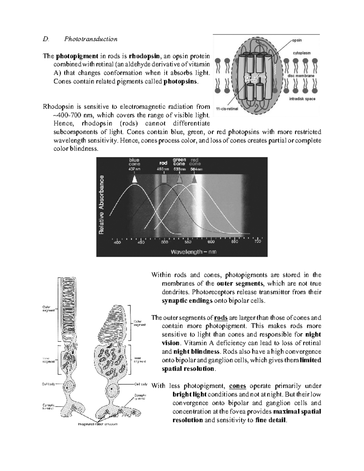 Visual system cont - Dr. Sesack - D. Phototransduction The photopigment ...