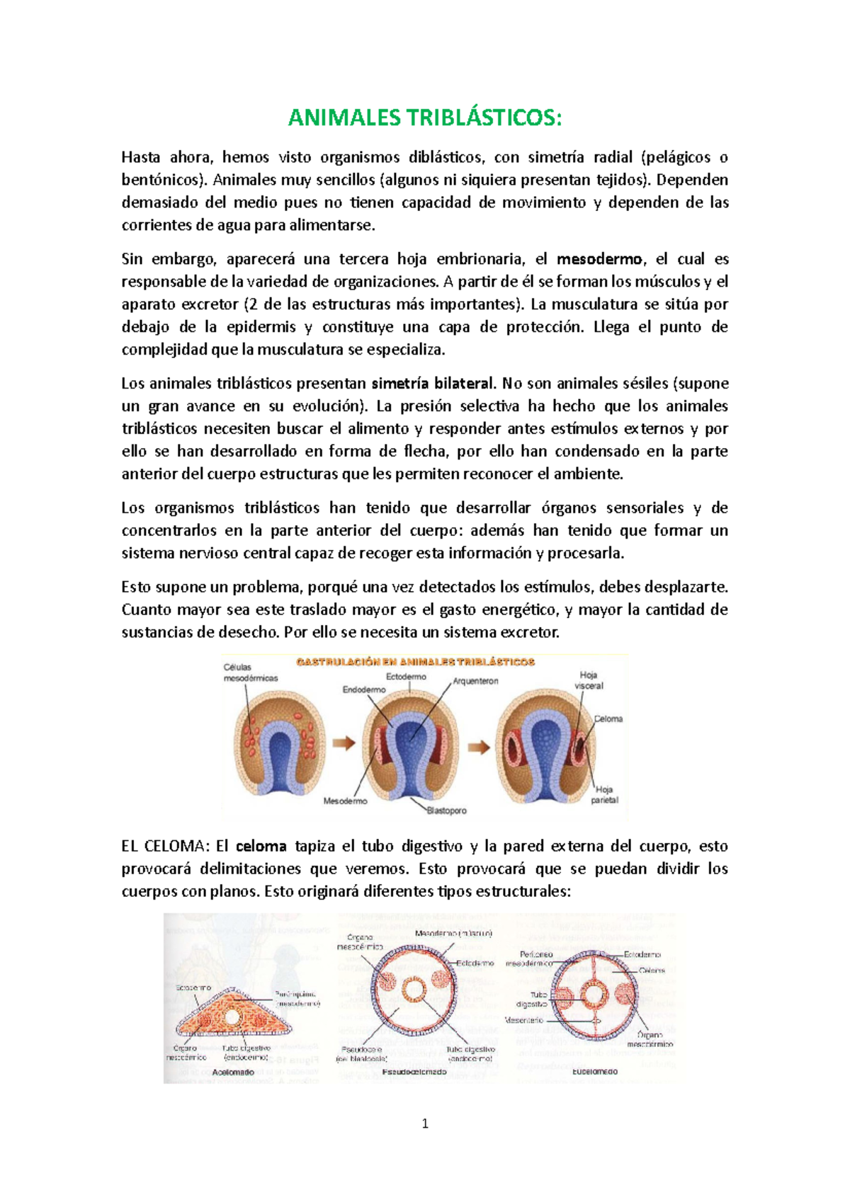 4. Animales Triblásticos - ANIMALES TRIBLÁSTICOS: Hasta ahora, hemos ...