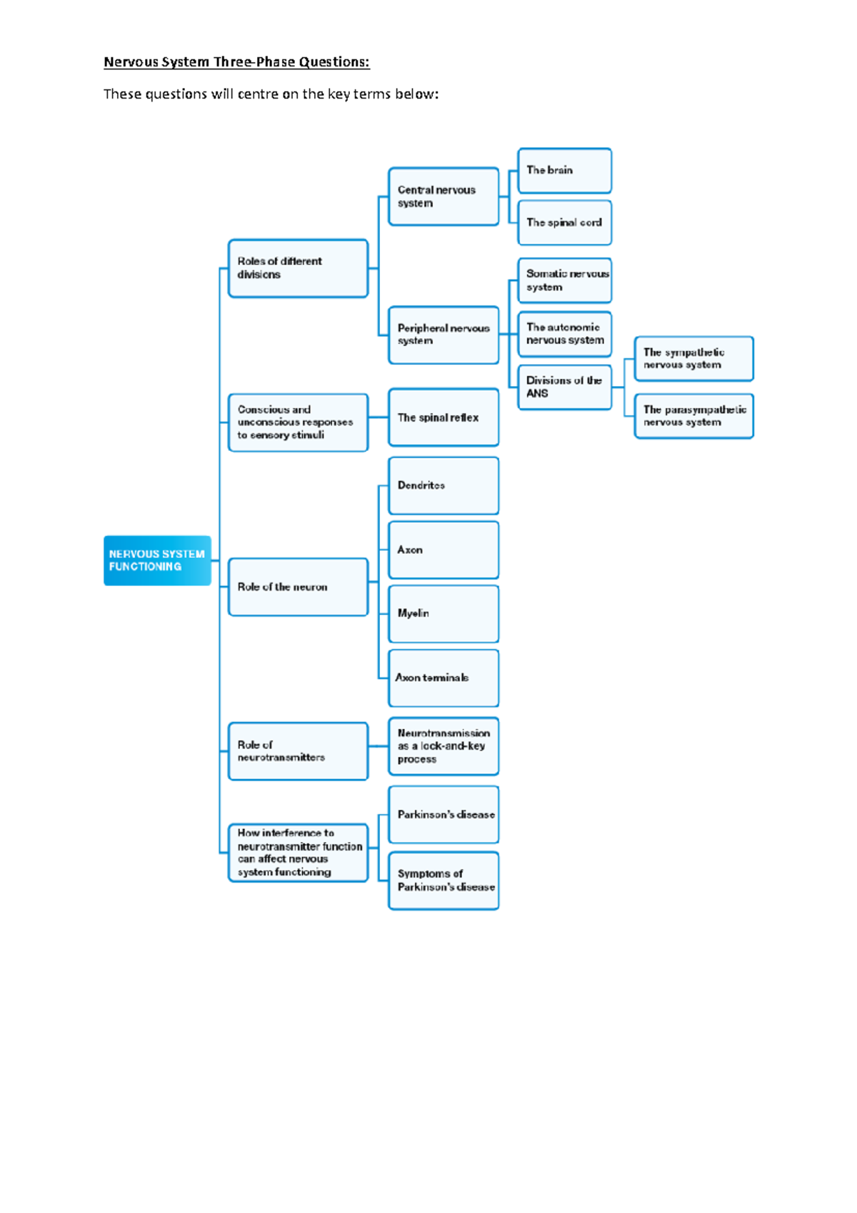 3 phase questions - nervous system - Nervous System Three-Phase ...
