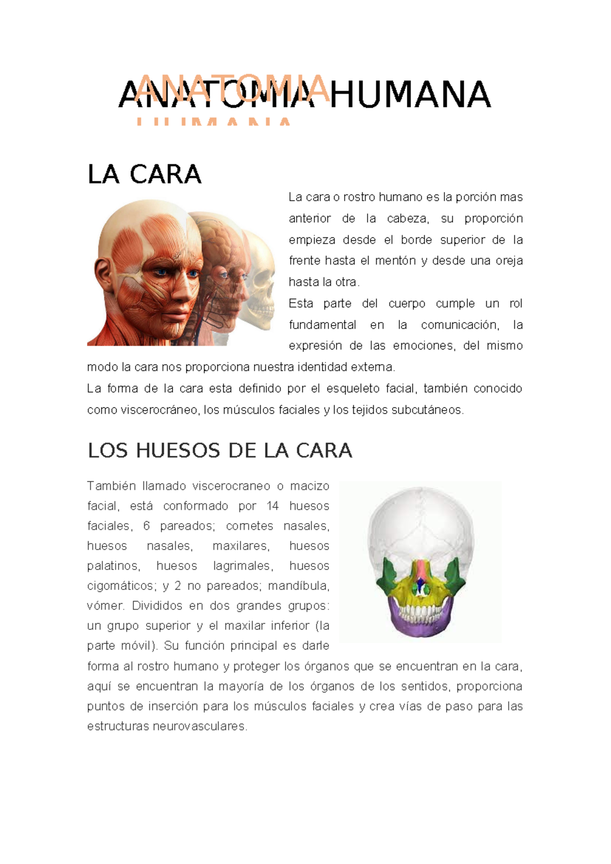 Los huesos de la cara- anatomia trabajo - ANATOMIA HUMANA LA CARA La ...