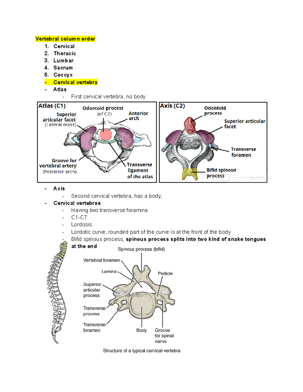 Anatomy Bell Ringer Study - Vertebral column order 1. Cervical 2 ...