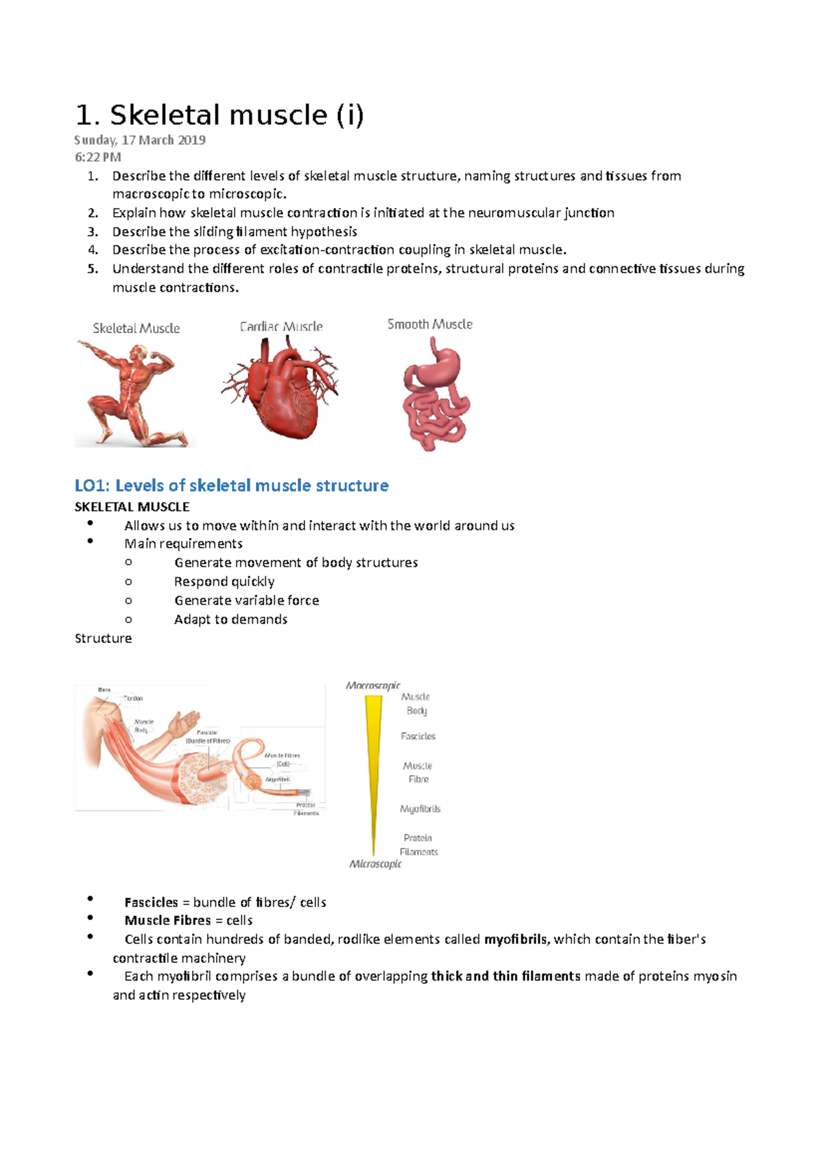 2) Muscle notes - 1. Skeletal muscle (i) Sunday, 17 March 2019 6:22 PM ...