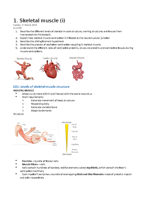 Neuromuscular Junction NMJ - the point in which a neuron speaks to a ...