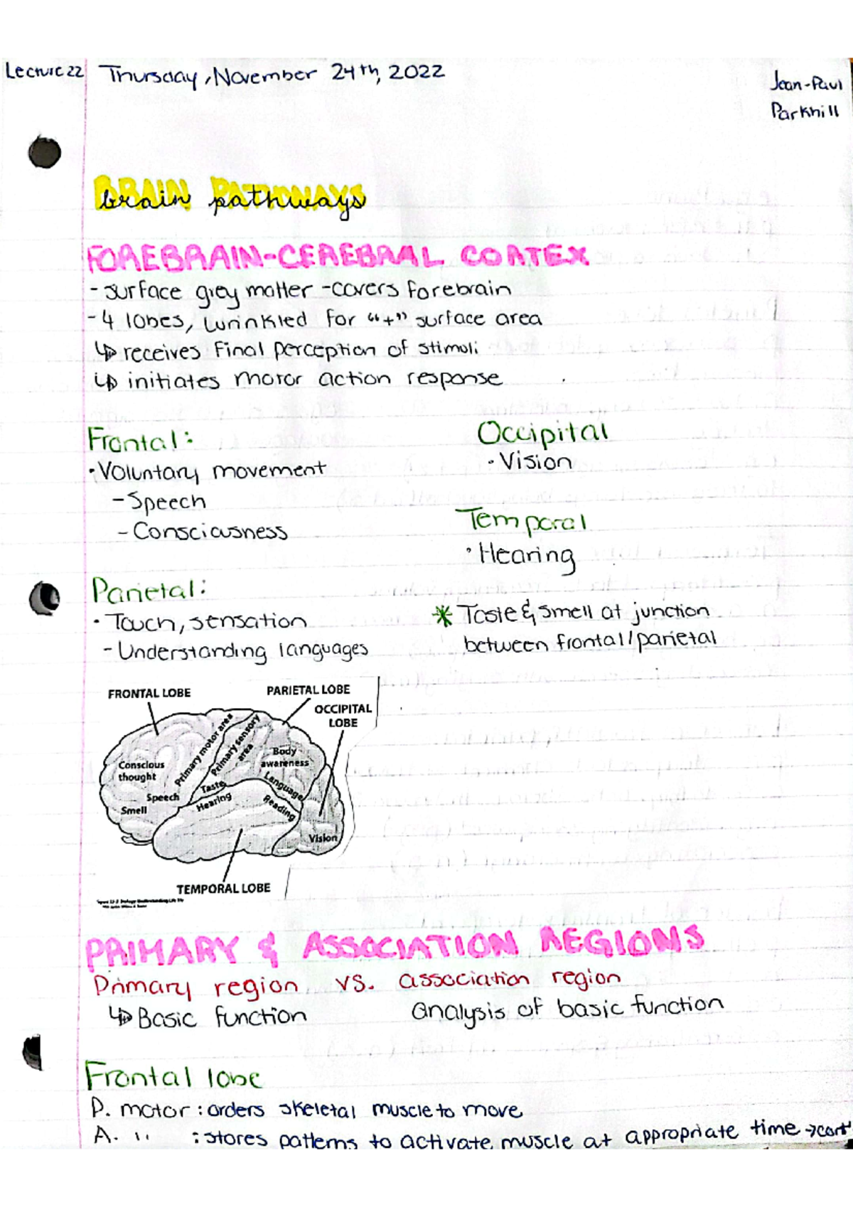 Brain pathways bionotes - 101-901-RE - Studocu