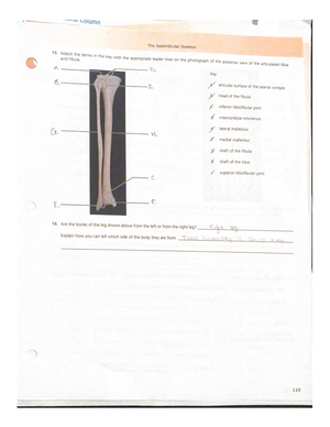 The Axial Skeleton - Answers to the lab. - BIO 202 - Studocu