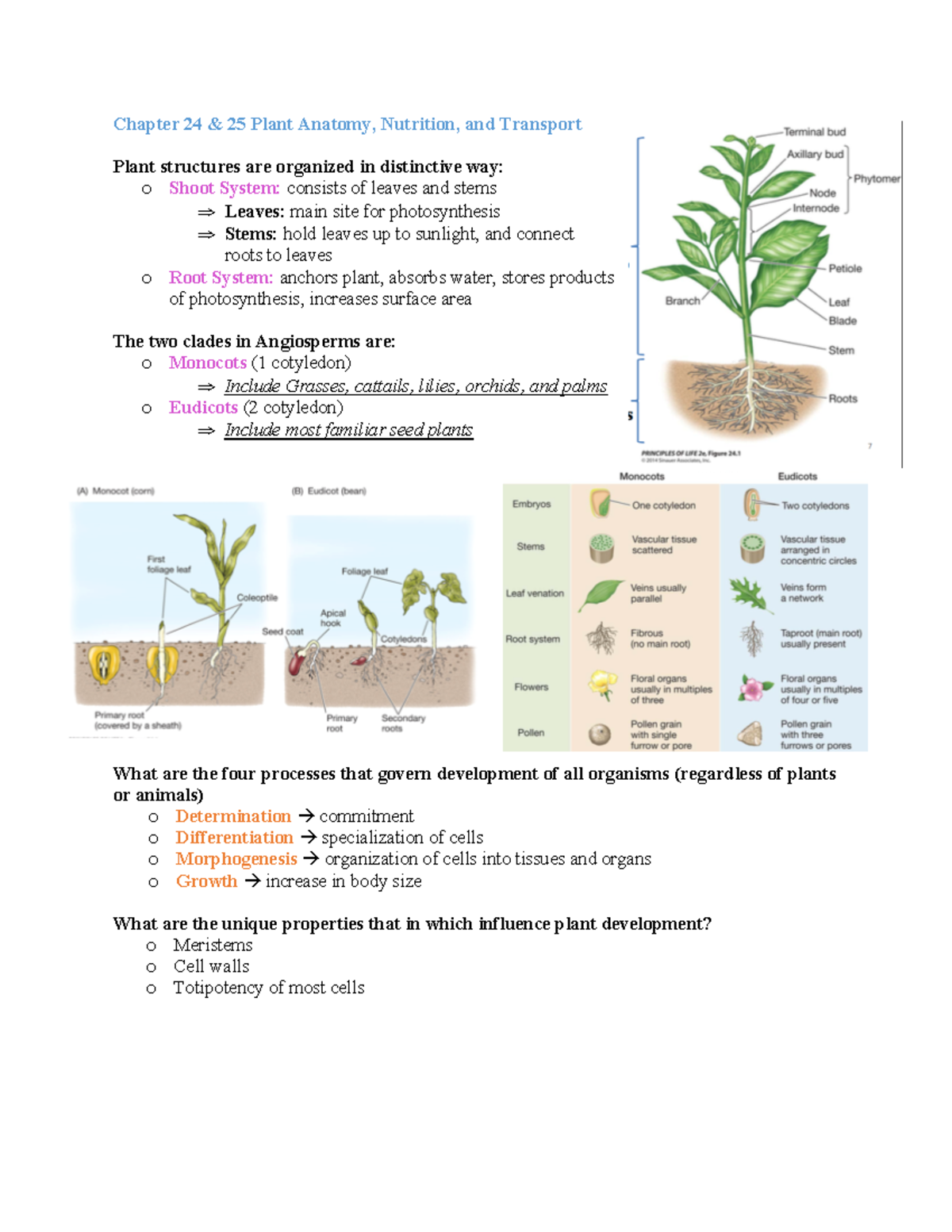 Chapter 24-Plant Nutrition - Chapter 24 25 Plant Anatomy, Nutrition ...